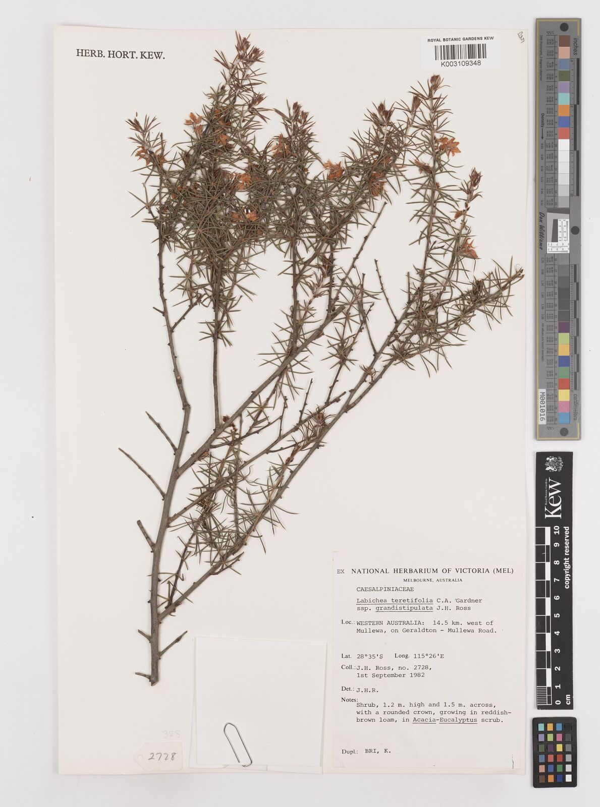 Labichea teretifolia subsp. grandistipulata J.H.Ross | Plants of the ...