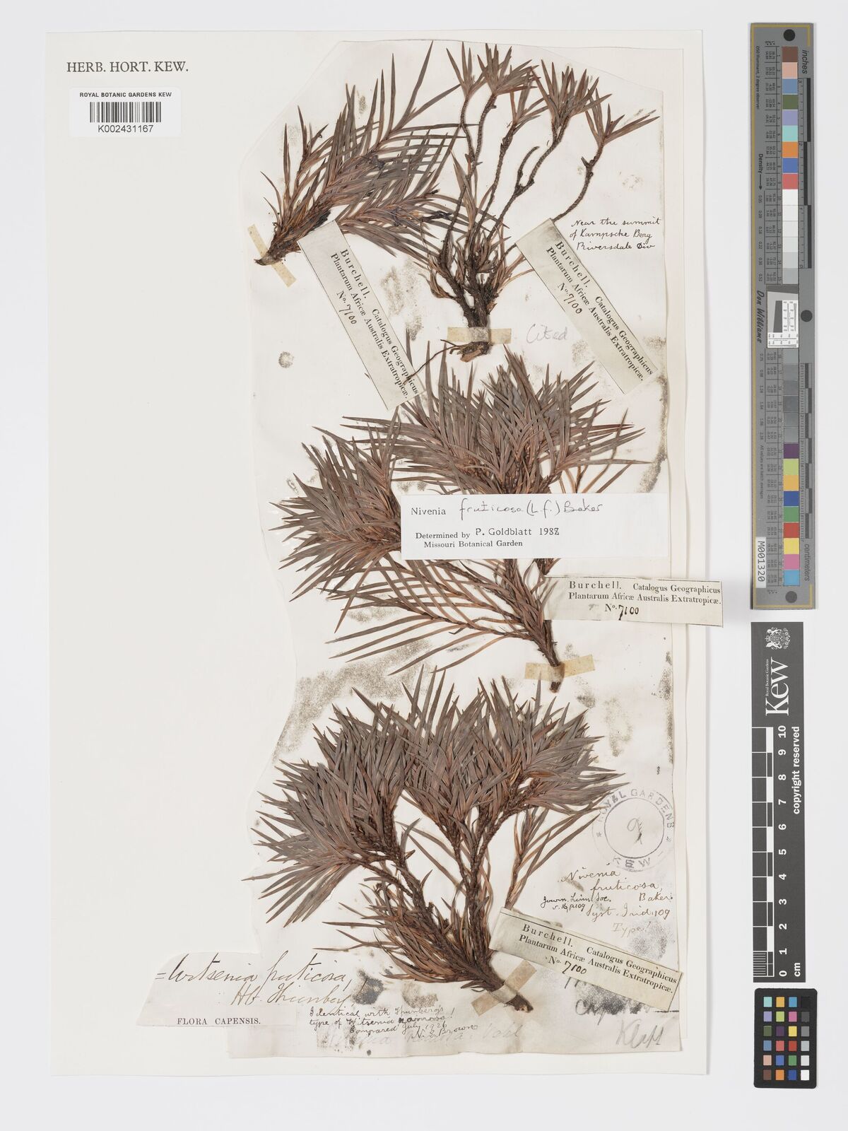 Nivenia fruticosa (L.f.) Baker | Plants of the World Online | Kew Science