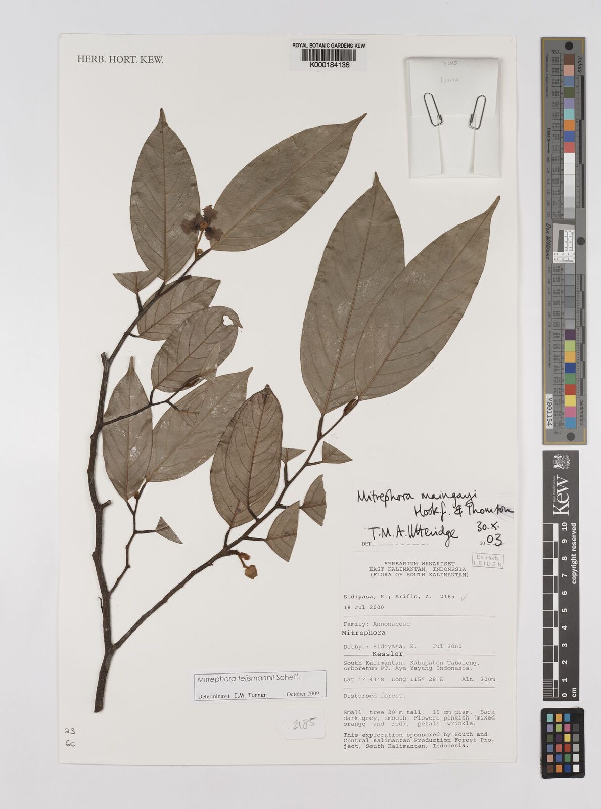 Mitrephora maingayi Hook.f. & Thomson | Plants of the World Online ...