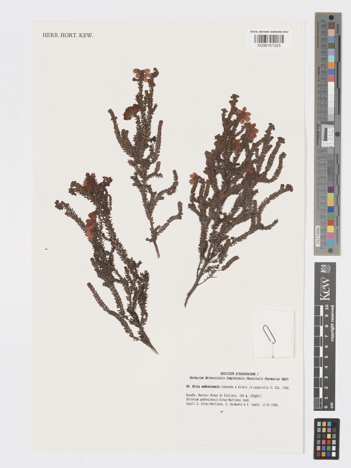 Erica andevalensis Cabezudo & J.Rivera | Plants of the World Online ...