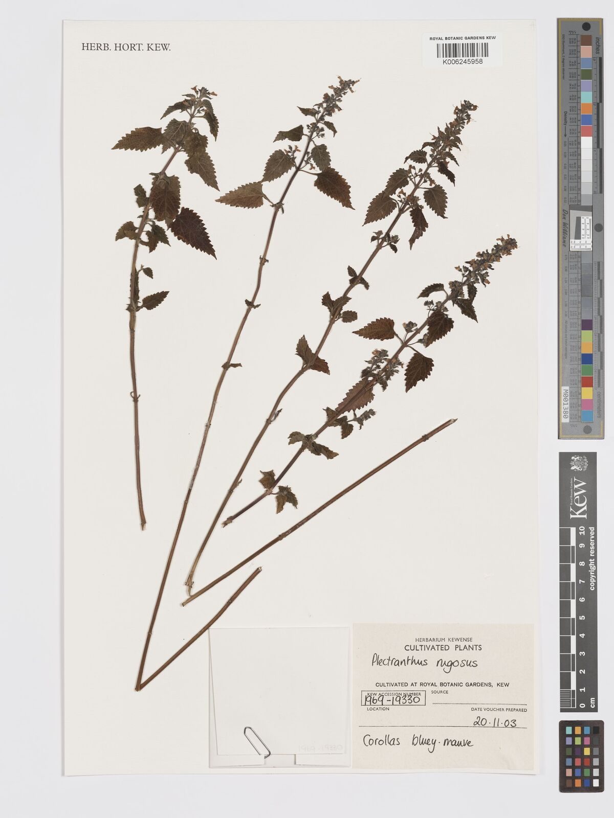 Isodon rugosus (Wall. ex Benth.) Codd | Plants of the World Online ...