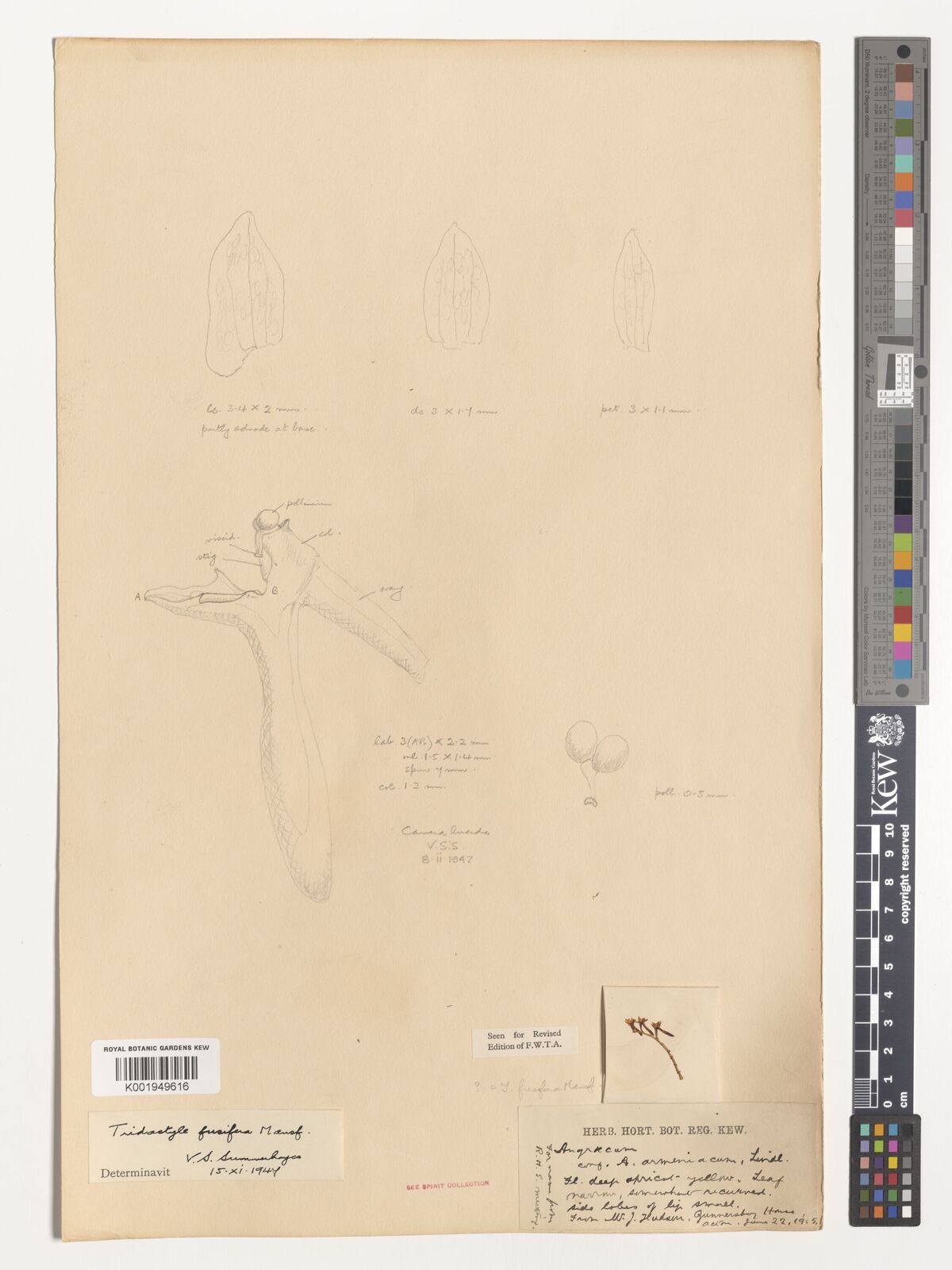 Tridactyle fusifera Mansf. | Plants of the World Online | Kew Science