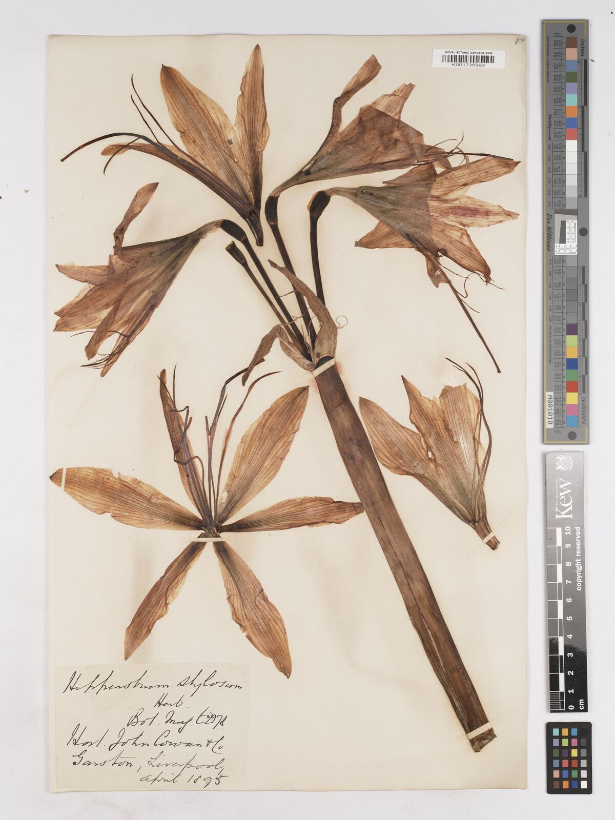 Hippeastrum stylosum Herb. | Plants of the World Online | Kew Science