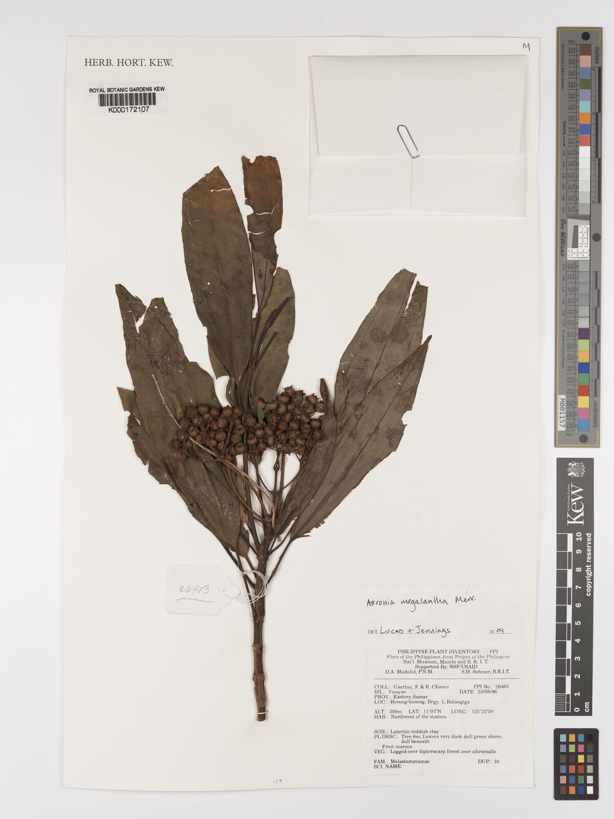 Astronia megalantha Merr. | Plants of the World Online | Kew Science
