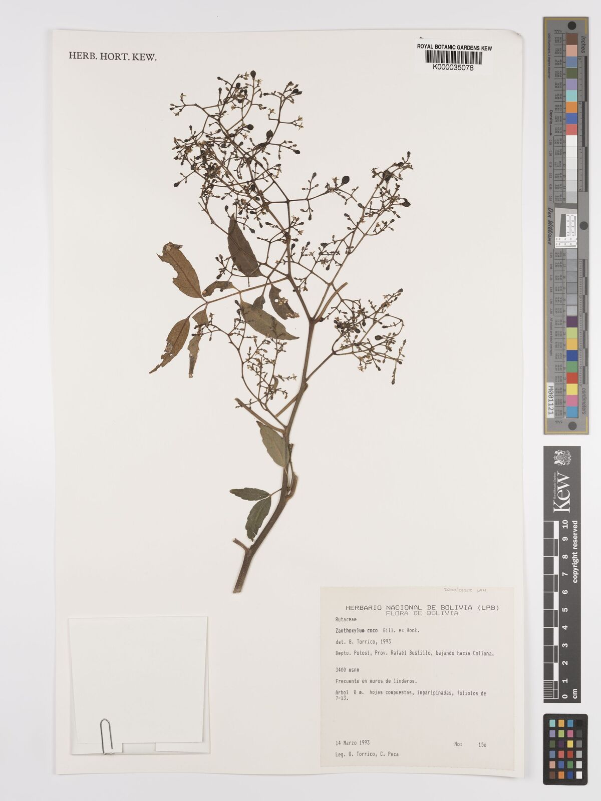 Zanthoxylum coco Gillies ex Hook. & Arn. | Plants of the World Online ...