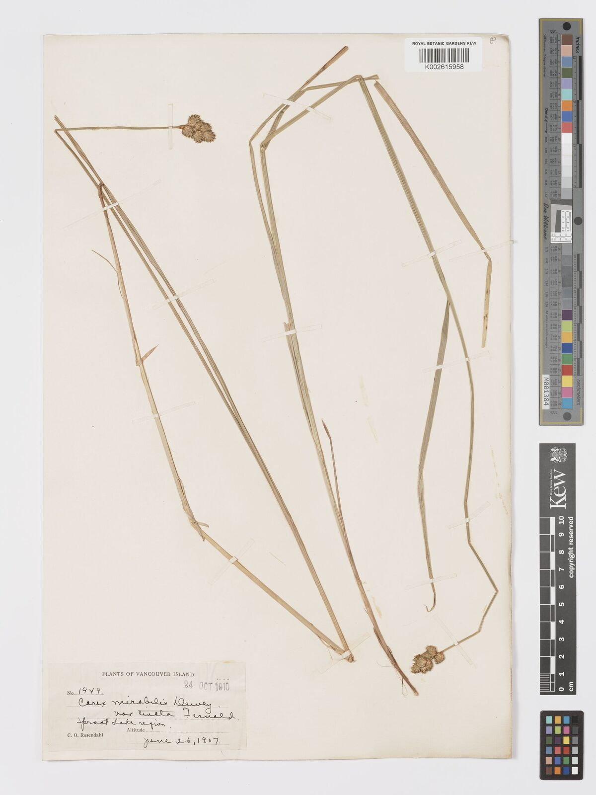 Carex tincta (Fernald) Fernald | Plants of the World Online | Kew Science
