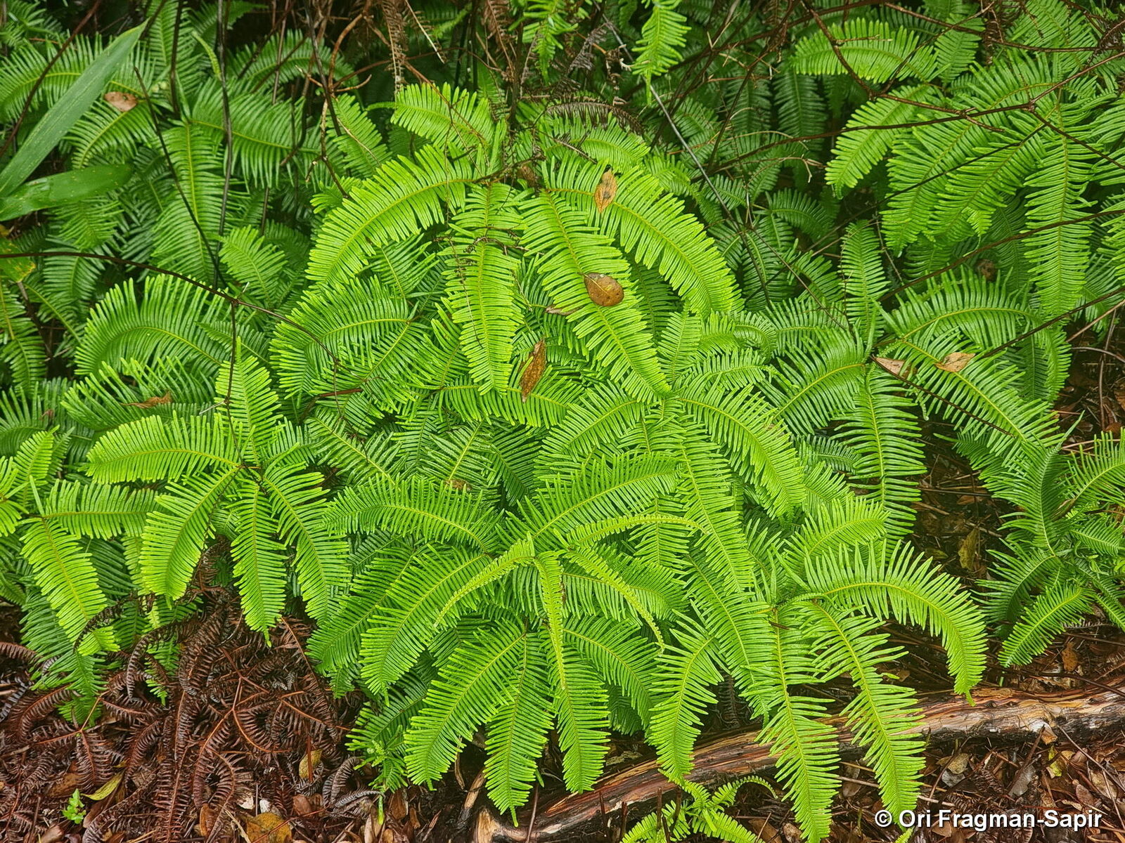 Dicranopteris pedata (Houtt.) Nakaike | Plants of the World Online ...