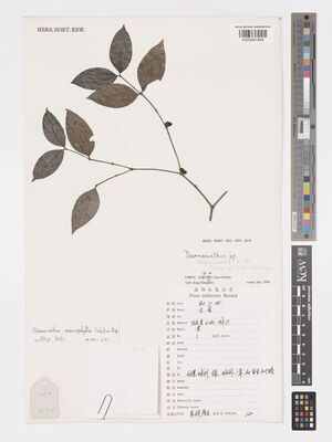 Damnacanthus C.F.Gaertn. | Plants of the World Online | Kew Science