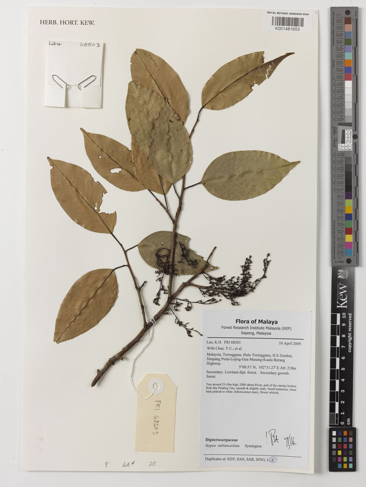 Hopea sublanceolata Symington | Plants of the World Online | Kew Science