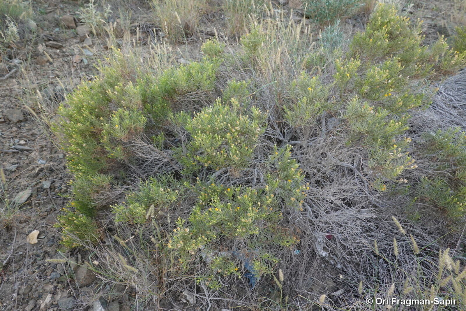 Pulicaria glutinosa (Boiss.) Jaub. & Spach | Plants of the World Online ...