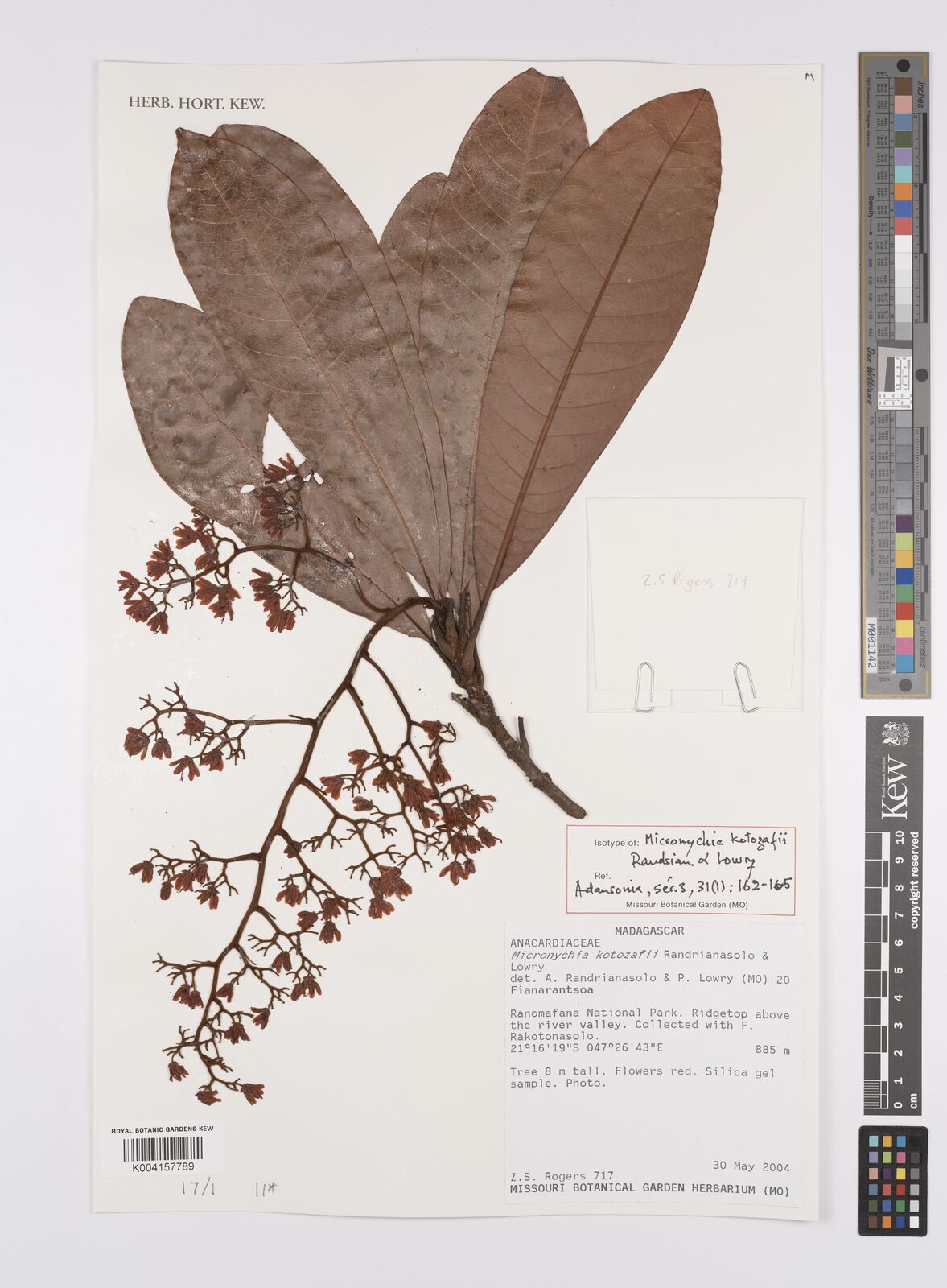 Micronychia kotozafii Randrian. & Lowry | Plants of the World Online ...
