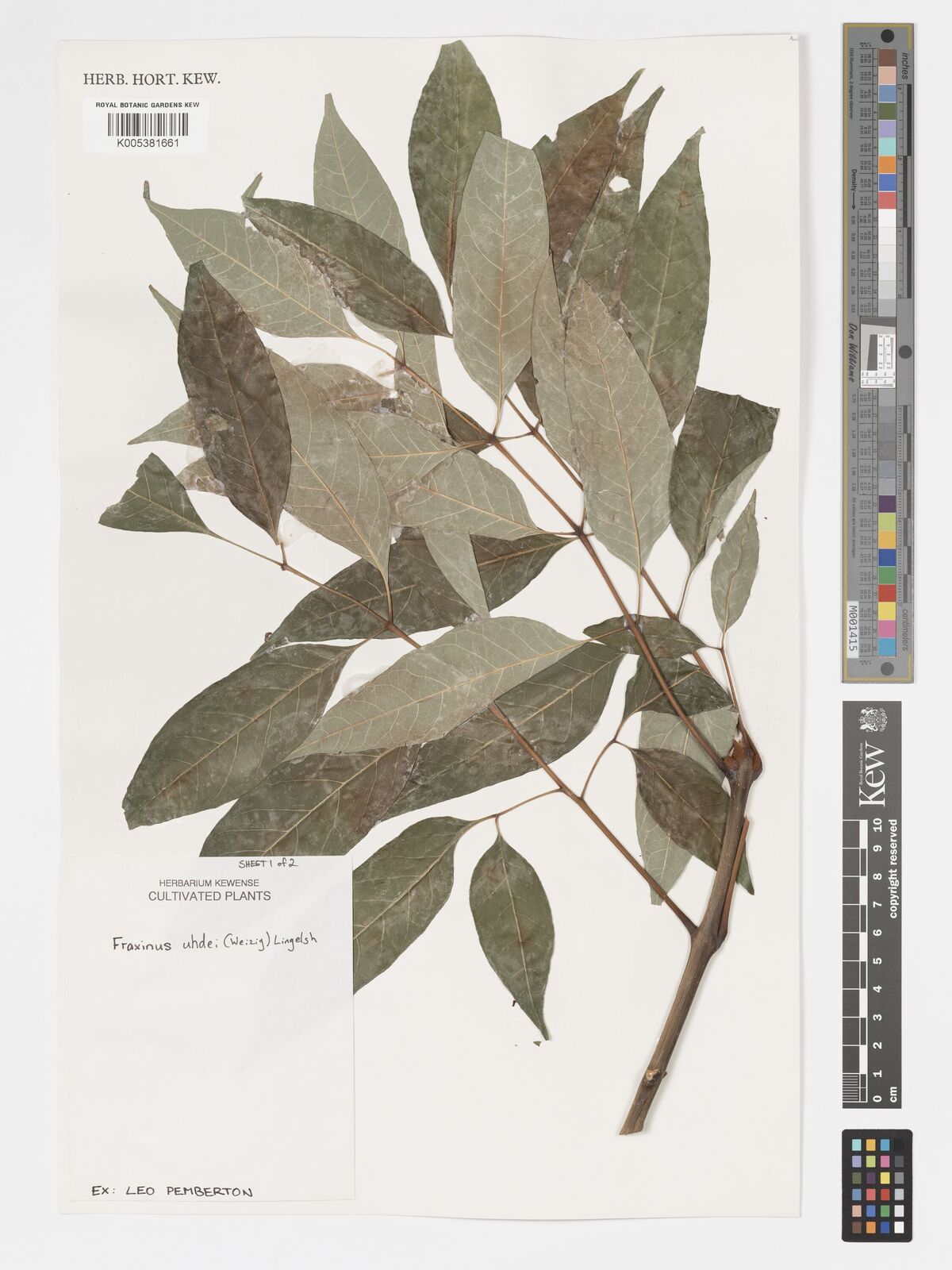 Fraxinus uhdei (Wenz.) Lingelsh. | Colombian Plants made accessible