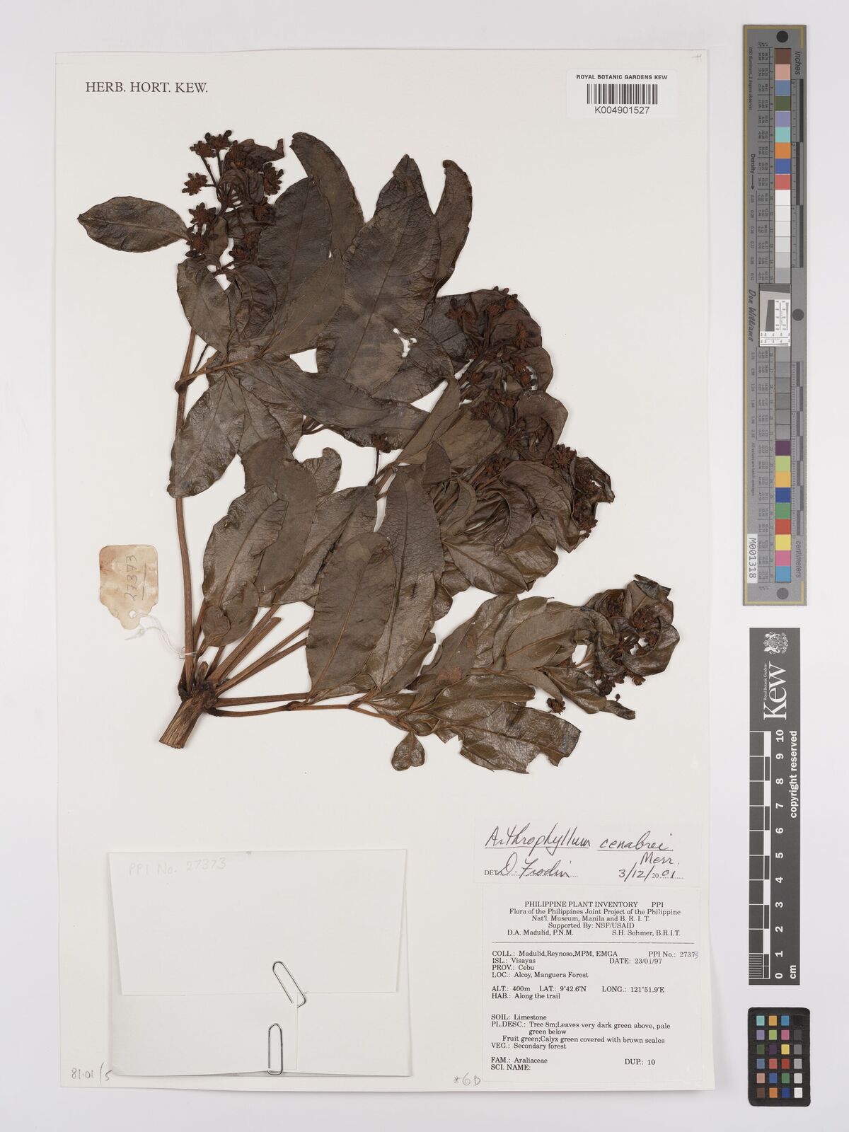 Polyscias cenabrei (Merr.) Lowry & G.M.Plunkett | Plants of the World ...