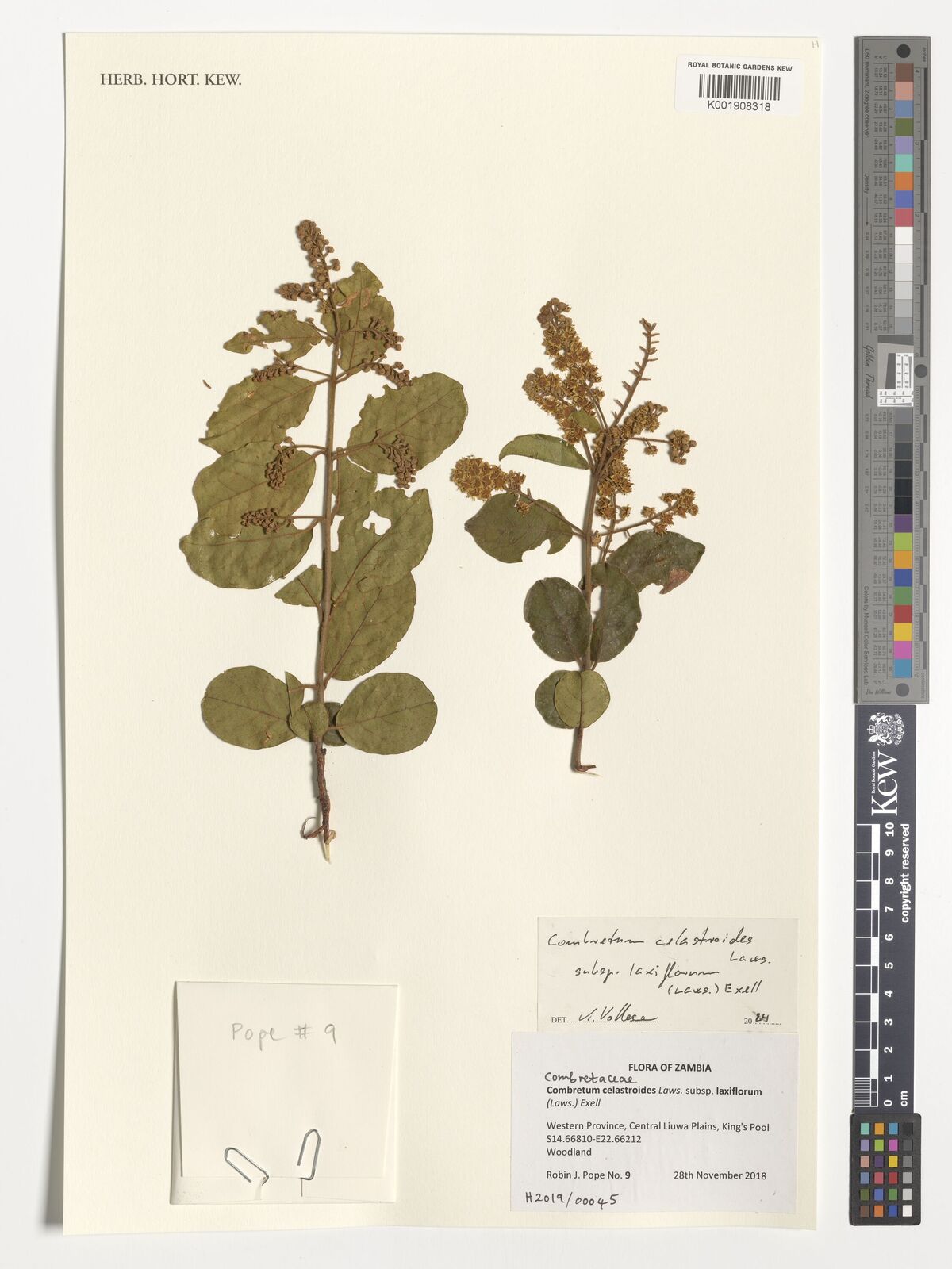 Combretum celastroides subsp. laxiflorum (Welw. ex M.A.Lawson) Exell ...