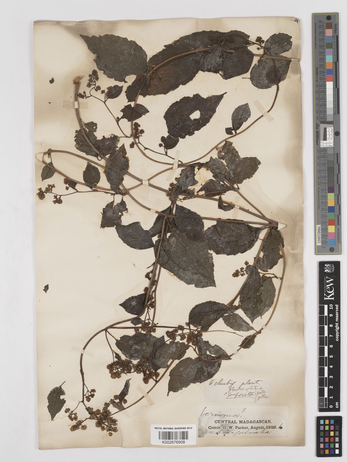 Microglossa DC. | Plants of the World Online | Kew Science