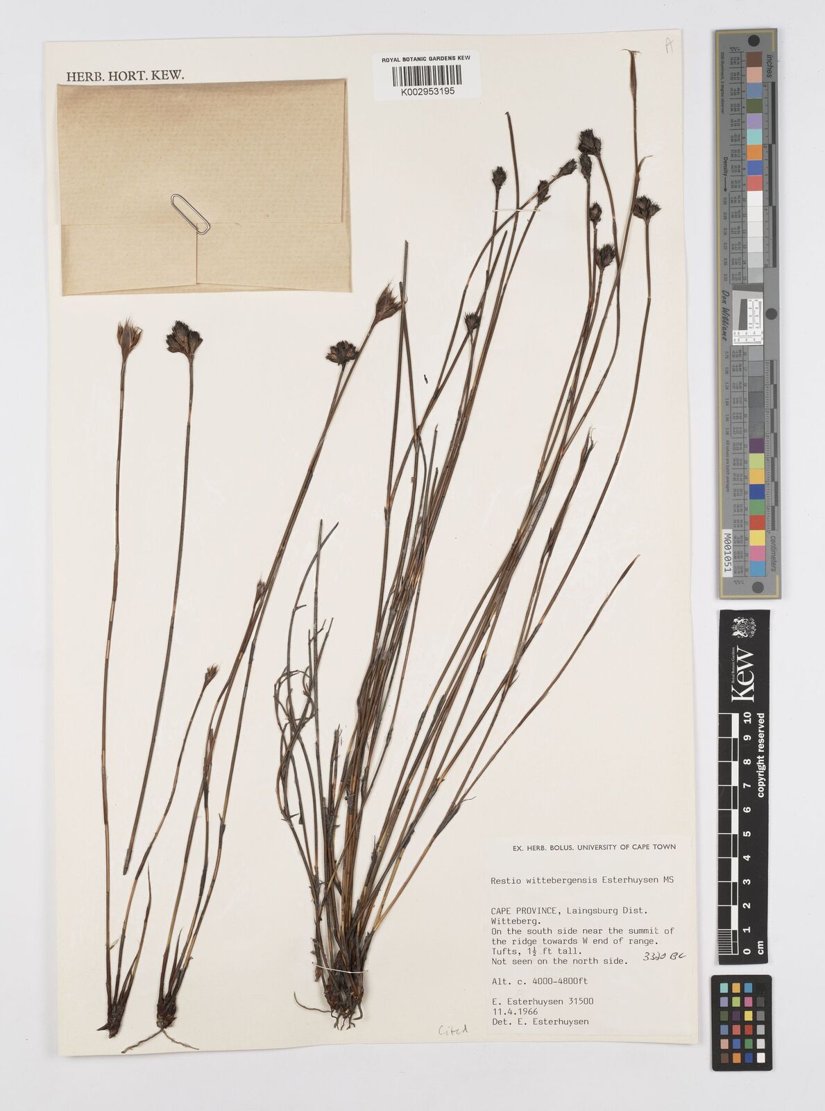 Restio wittebergensis (Esterh.) H.P.Linder & C.R.Hardy | Plants of the ...