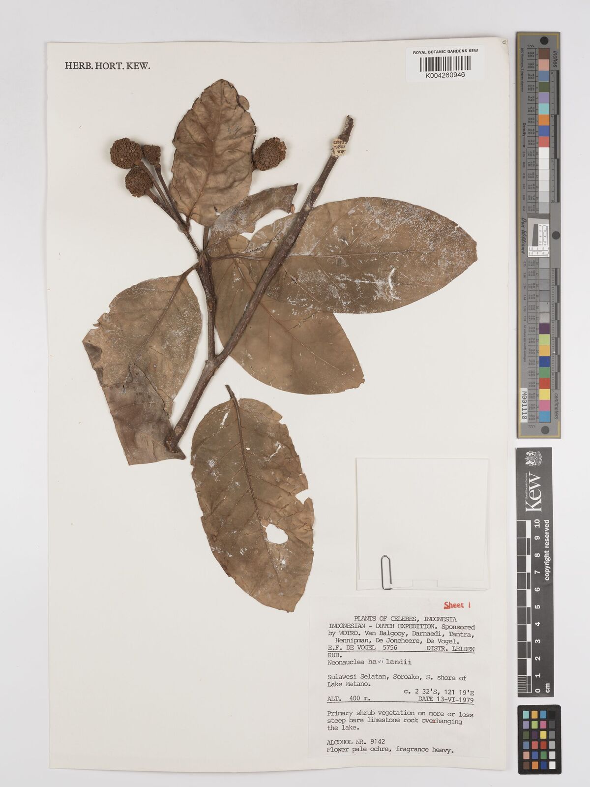 Neonauclea havilandii Koord. ex Ridsdale | Plants of the World Online ...