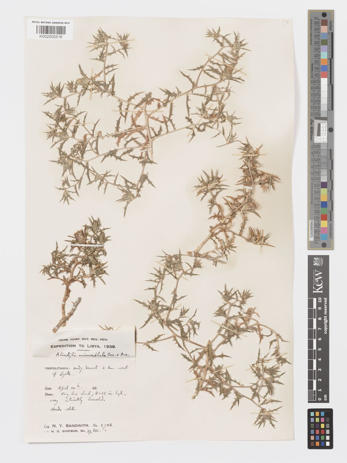 Atractylis serratuloides Sieber ex Cass. | Plants of the World Online ...
