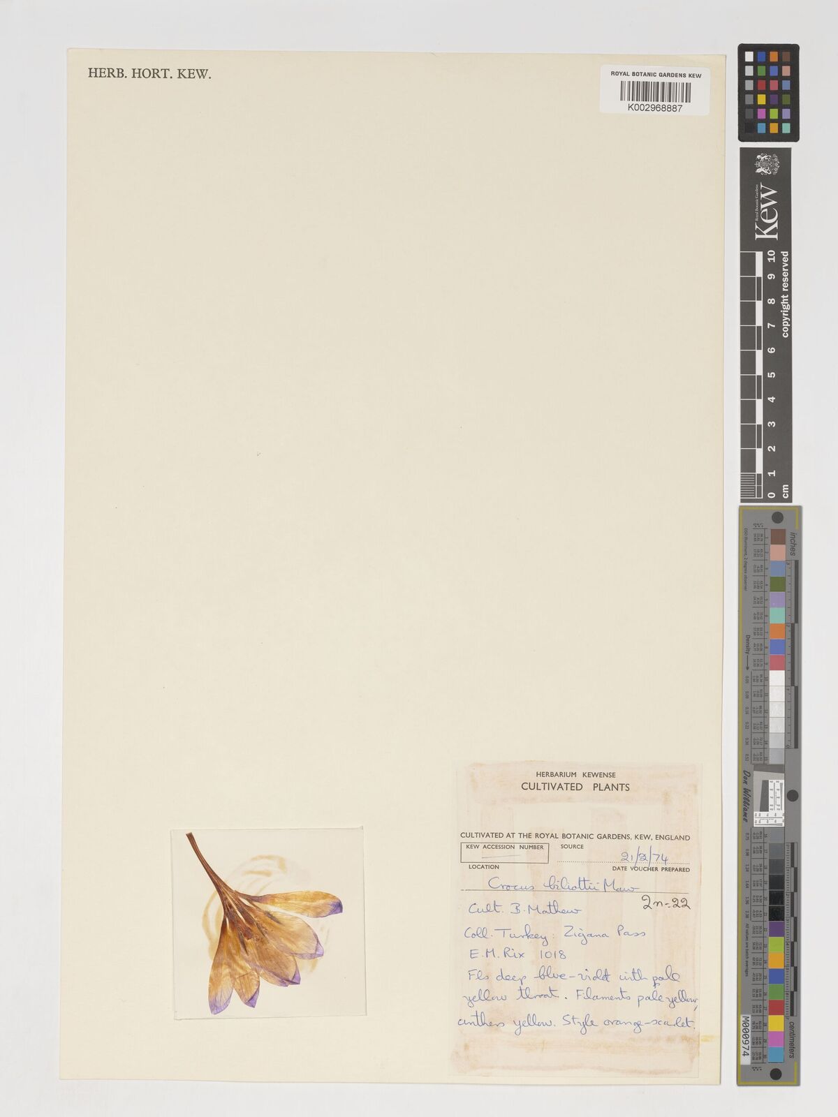 Crocus aerius Herb. | Plants of the World Online | Kew Science