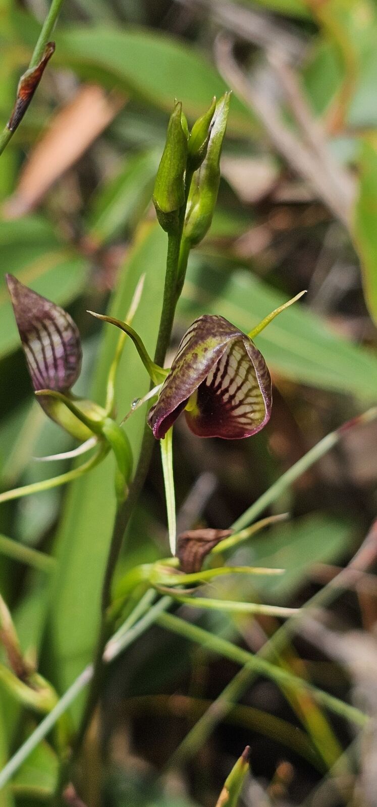 Cryptostylis erecta R.Br. | Plants of the World Online | Kew Science