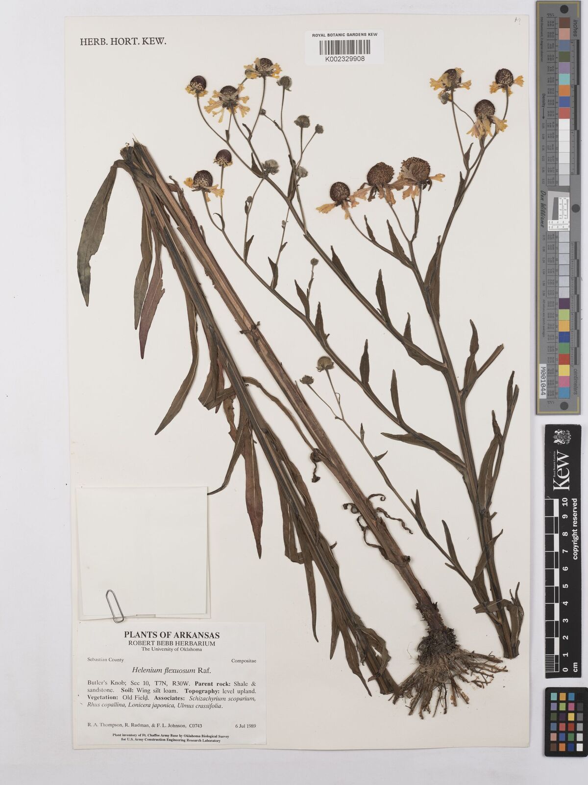 Helenium flexuosum Raf. | Plants of the World Online | Kew Science