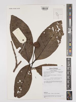 Neonauclea Merr. | Plants of the World Online | Kew Science