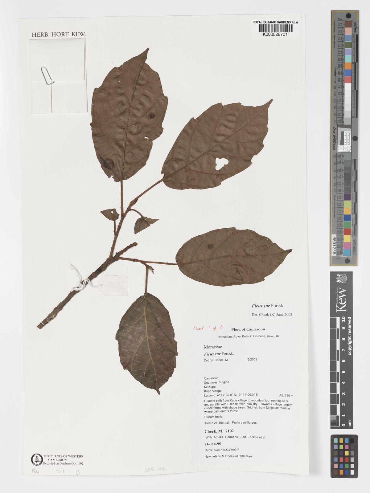 Ficus sur Forssk. | Plants of the World Online | Kew Science