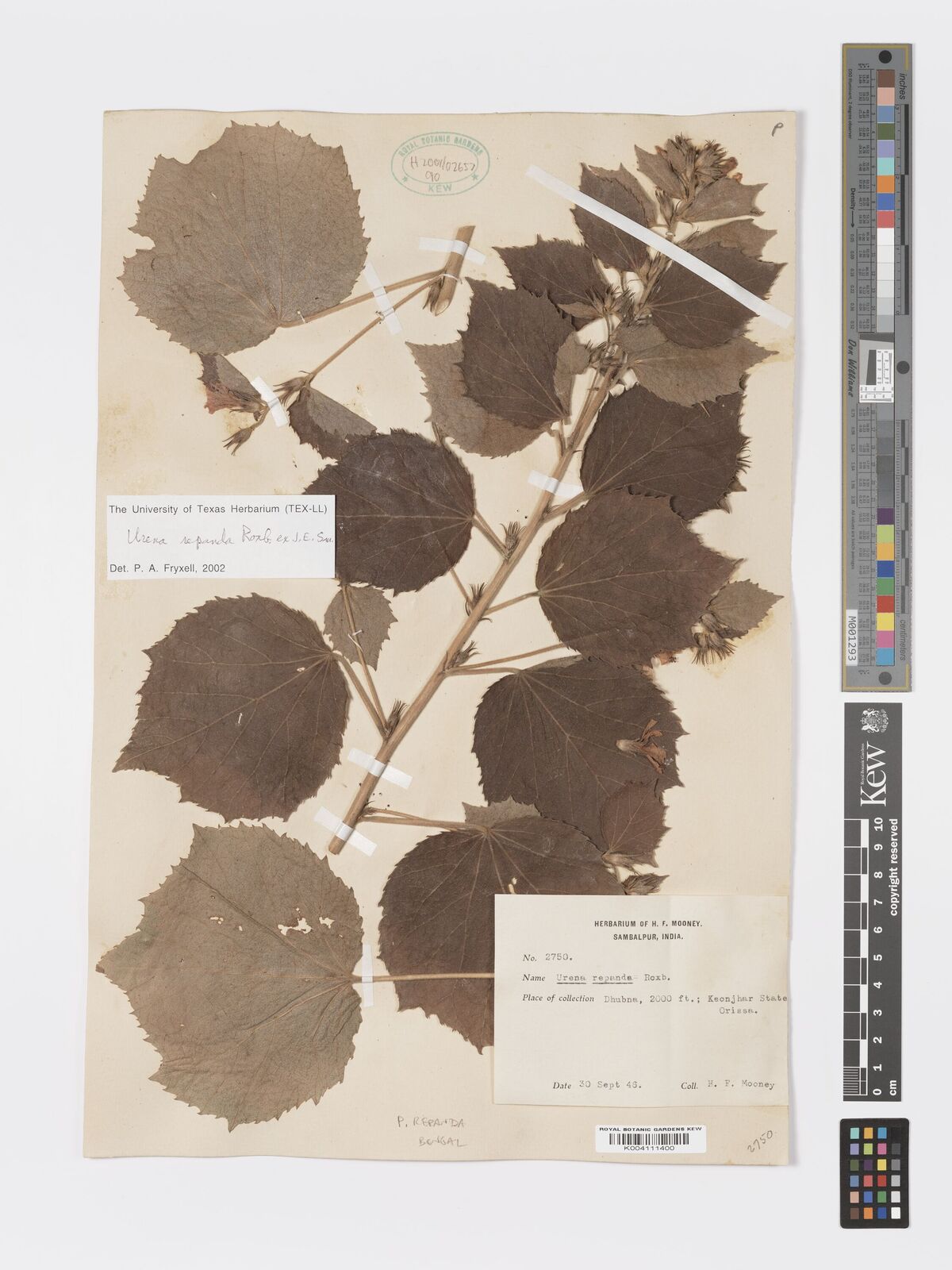 Urena repanda Roxb. ex Sm. | Plants of the World Online | Kew Science