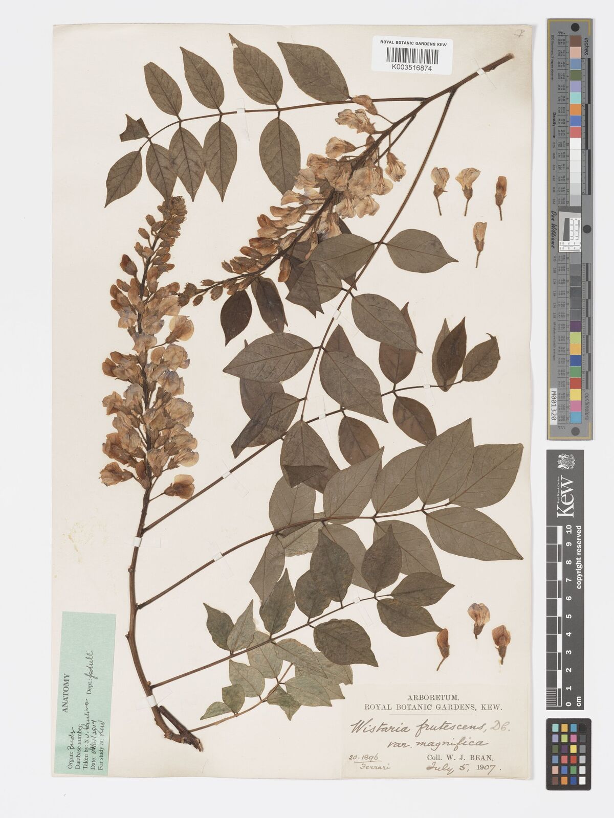 Wisteria frutescens subsp. macrostachya (Torr. & A.Gray) J.Compton ...