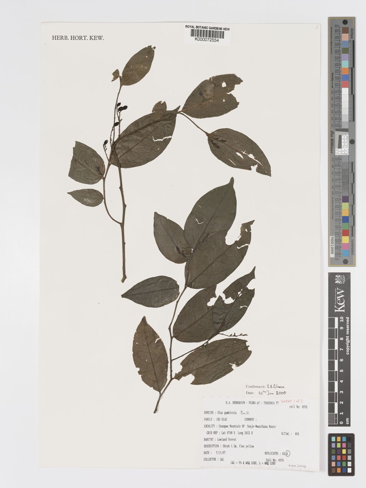 Olax gambecola Baill. | Plants of the World Online | Kew Science