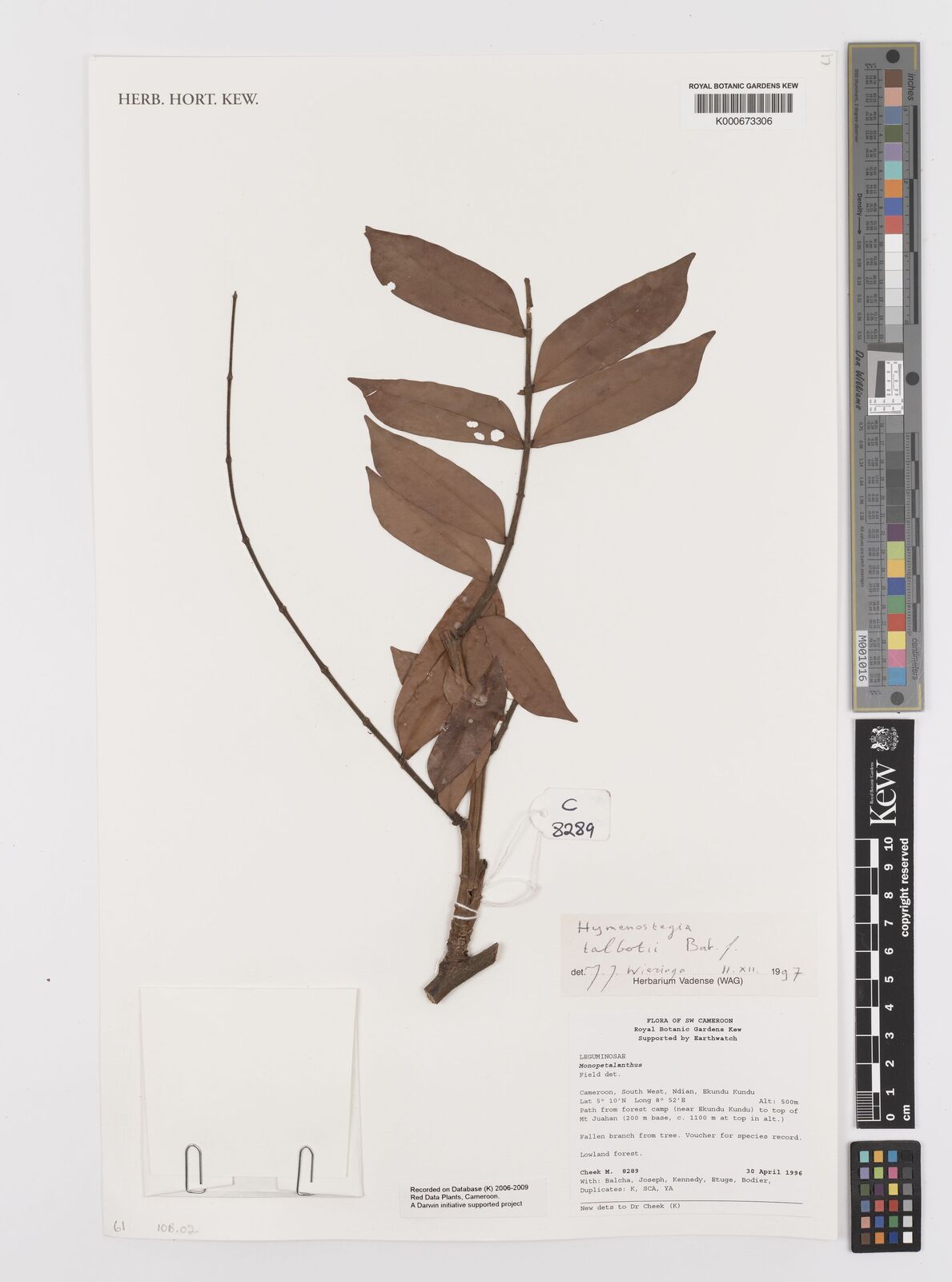 Hymenostegia talbotii Baker f. | Plants of the World Online | Kew Science