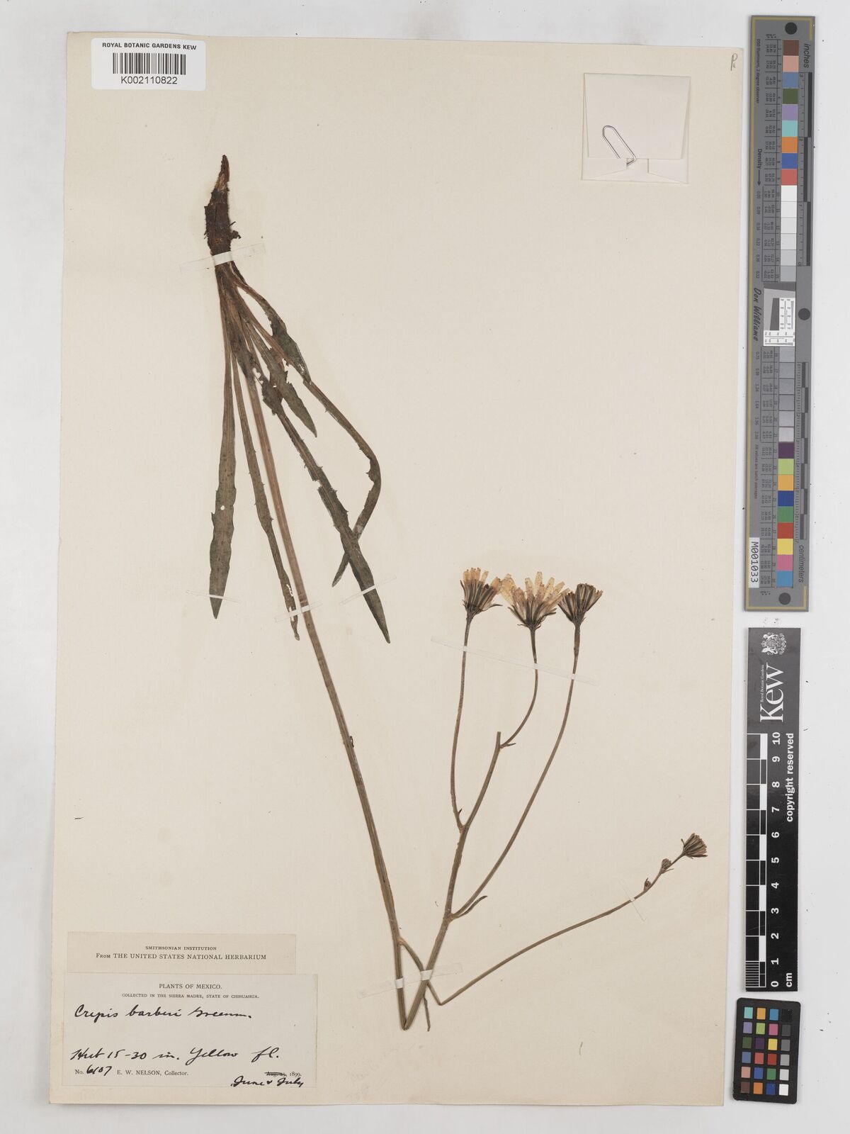 Crepis runcinata subsp. barberi (Greenm.) Babc. & Stebbins | Plants of ...