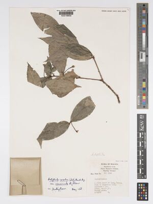 Actephila subsessilis Gagnep. | Plants of the World Online | Kew Science