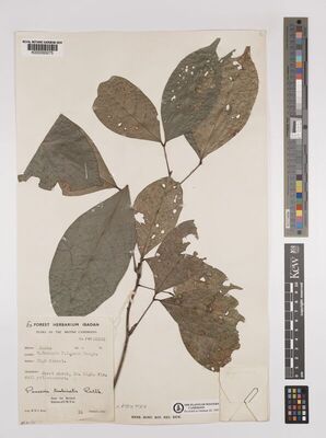 Pancovia Willd. | Plants of the World Online | Kew Science