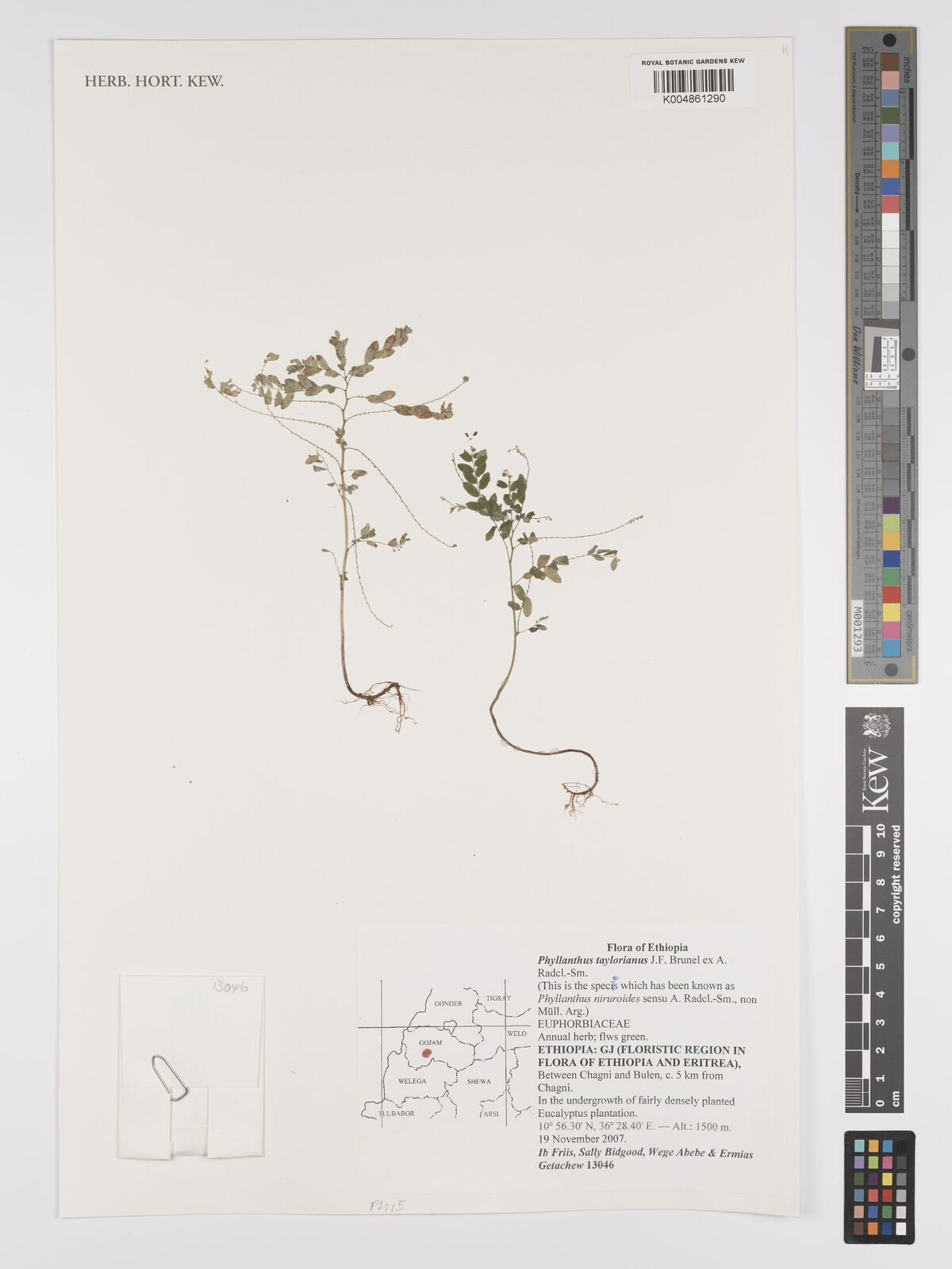 Phyllanthus parvus Hutch. | Plants of the World Online | Kew Science