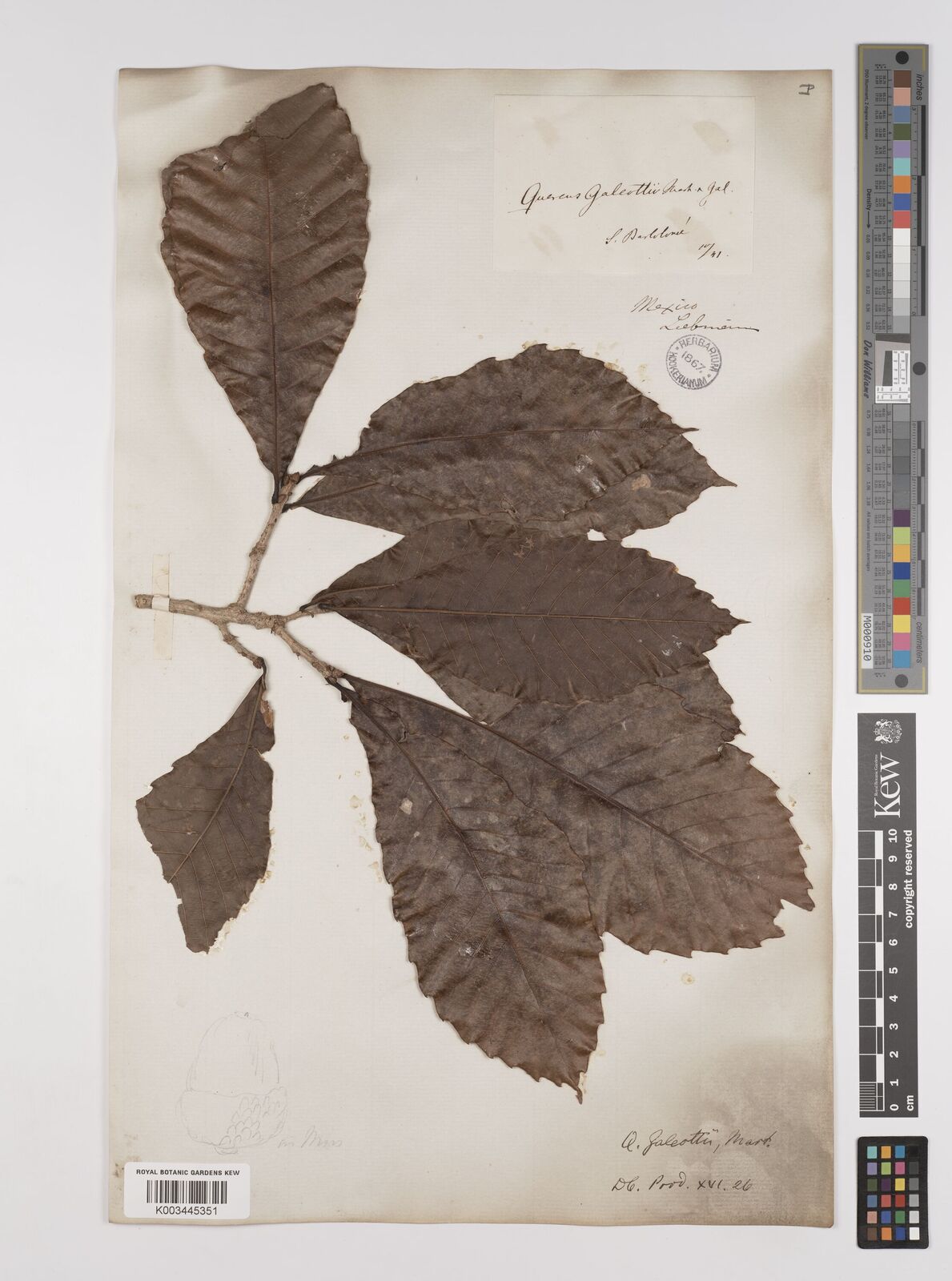 Quercus germana Schltdl. & Cham. | Plants of the World Online | Kew Science