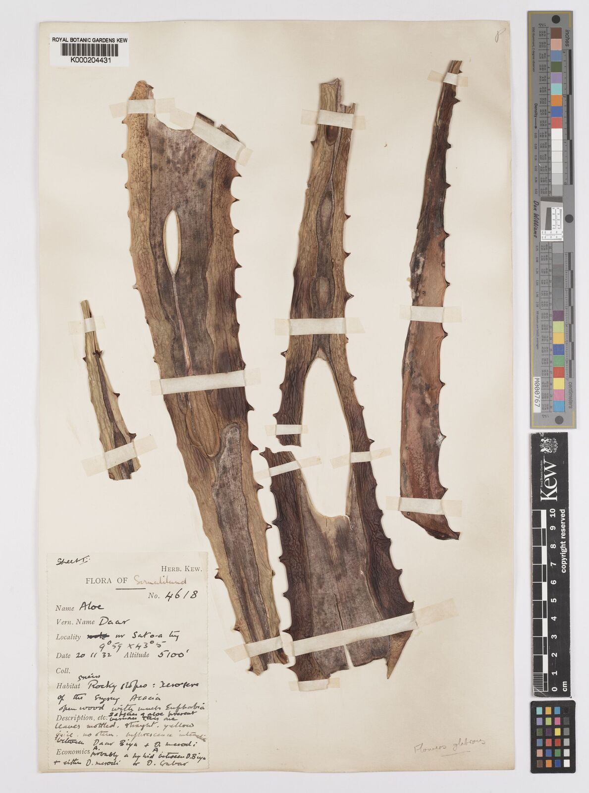 Aloe rigens Reynolds & P.R.O.Bally | Plants of the World Online | Kew ...