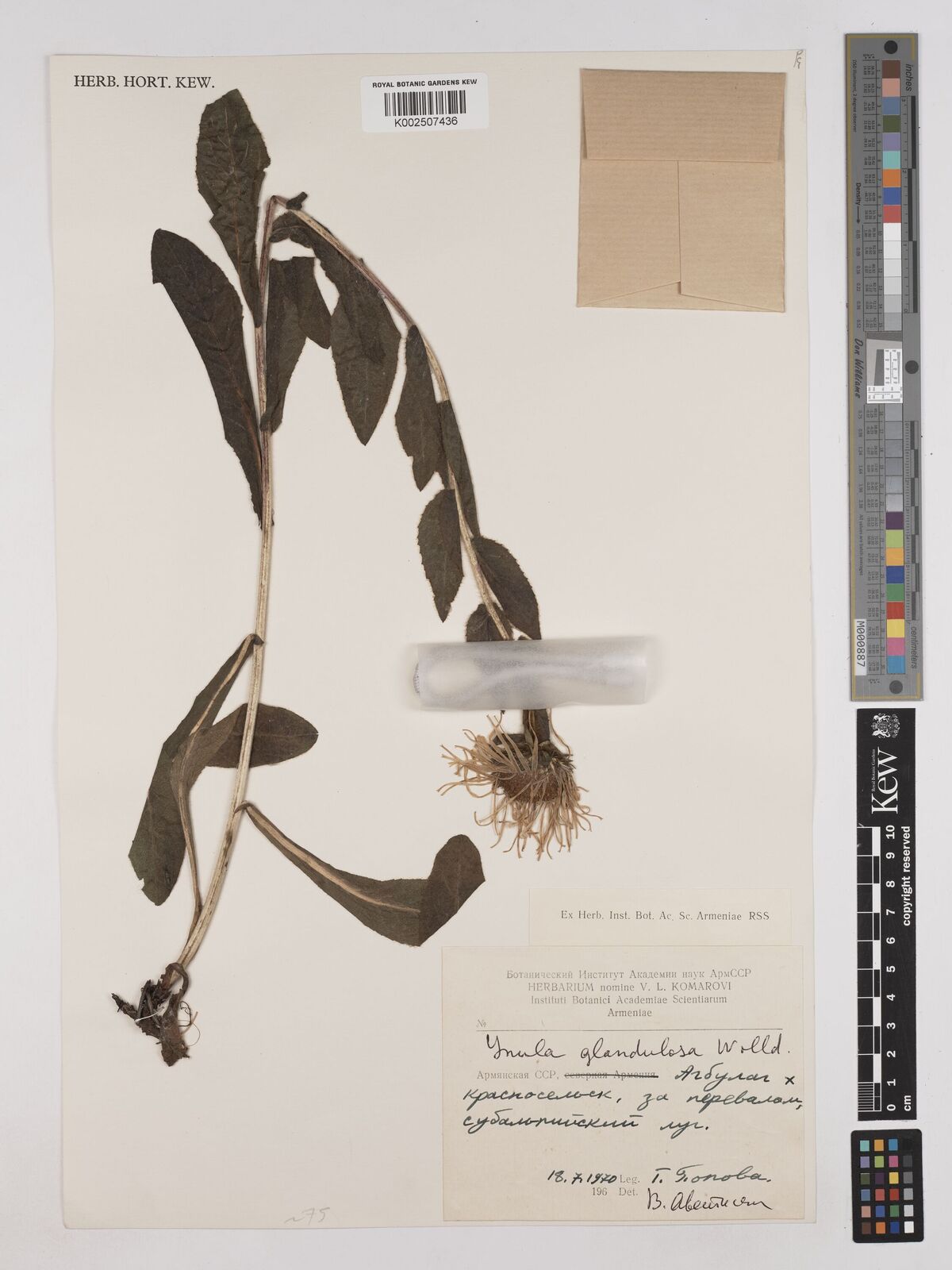 Pentanema orientale (Lam.) D.Gut.Larr., Santos-Vicente, Anderb., E.Rico ...