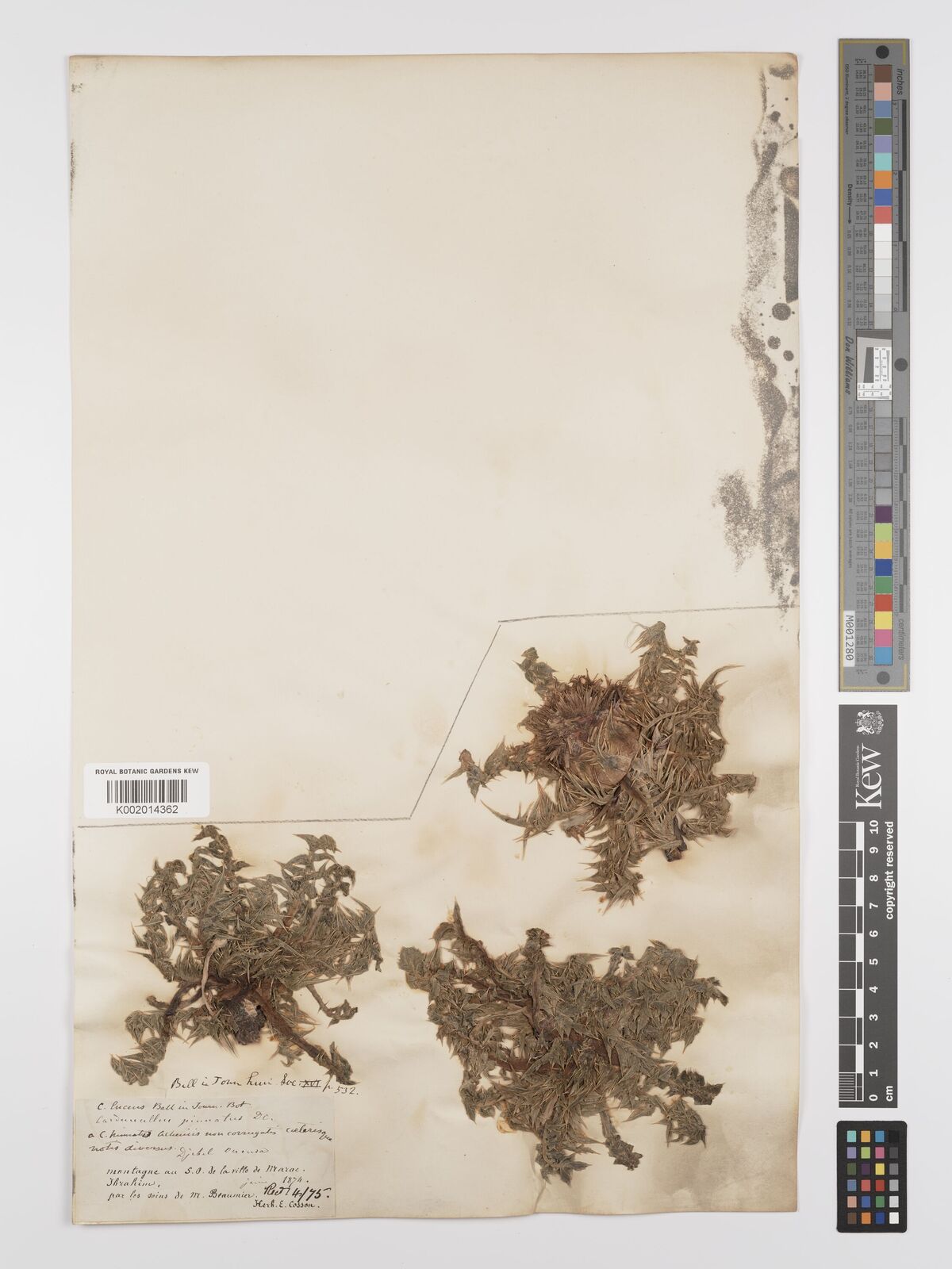 Carduncellus lucens Ball | Plants of the World Online | Kew Science