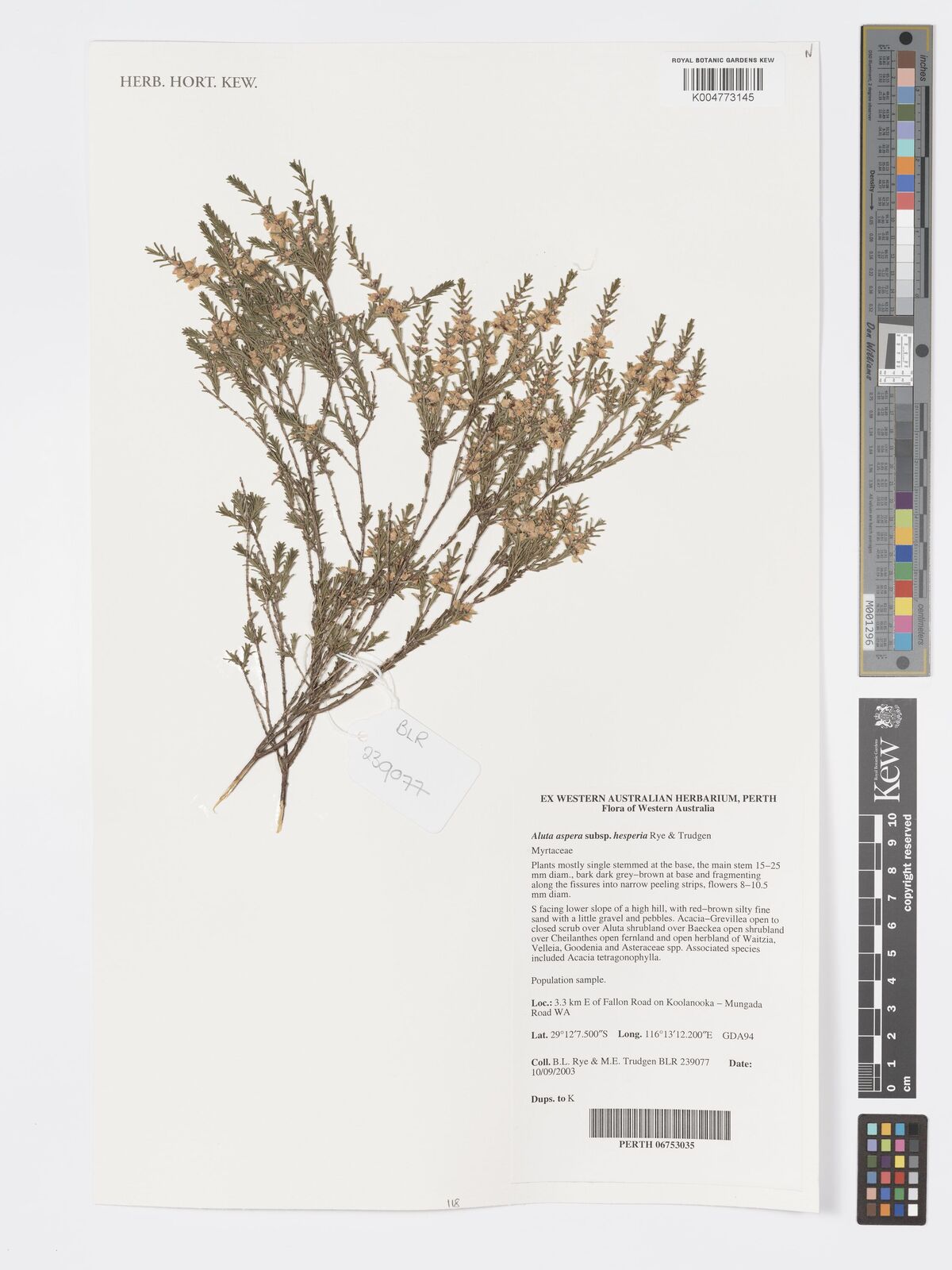 Aluta Rye & Trudgen | Plants of the World Online | Kew Science