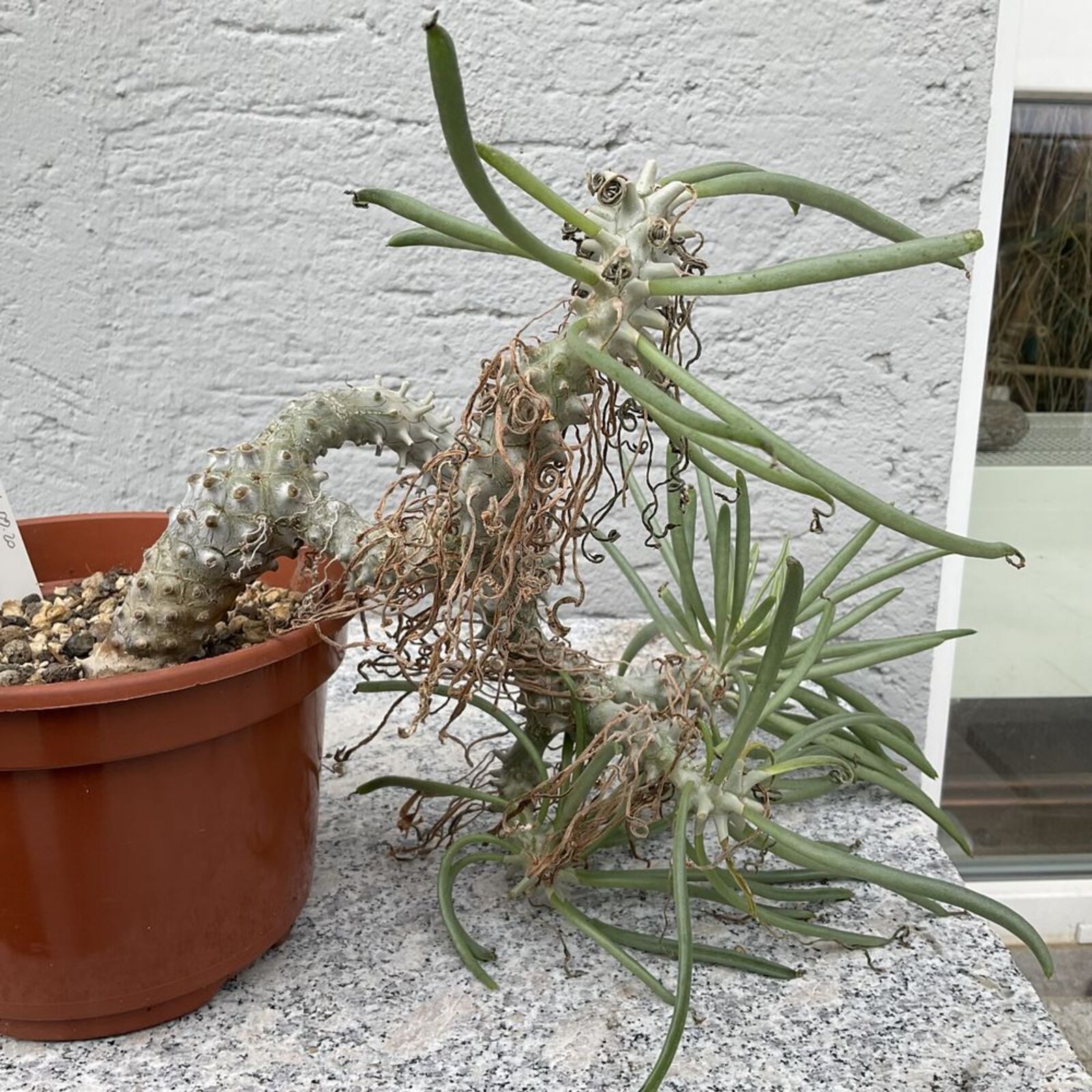 Tylecodon wallichii (Harv.) Toelken | Plants of the World Online | Kew ...