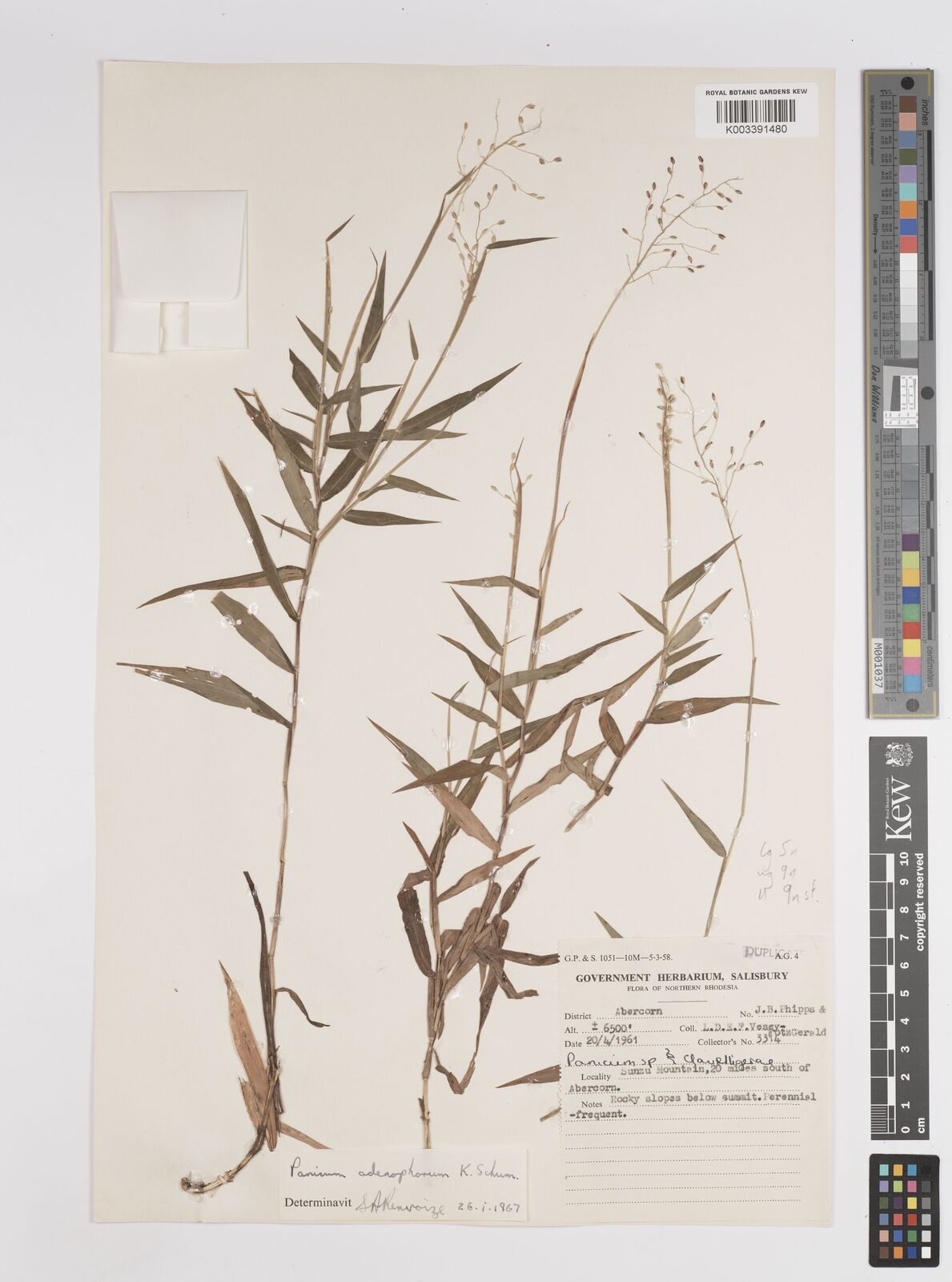 Adenochloa bullockii (Renvoize) Zuloaga | Plants of the World Online ...