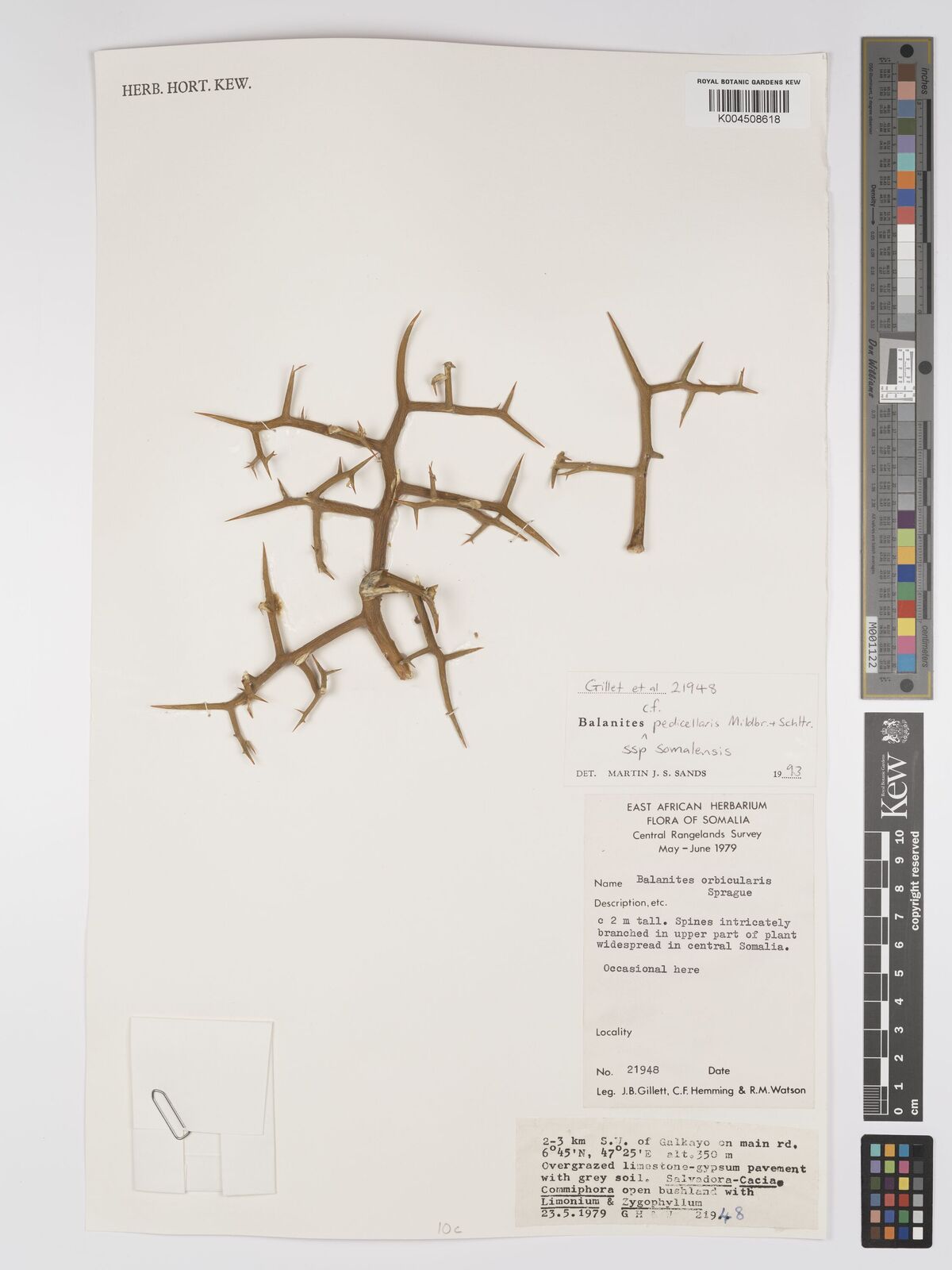 Balanites pedicellaris subsp. somalensis (Mildbr. & Schltr.) Sands ...