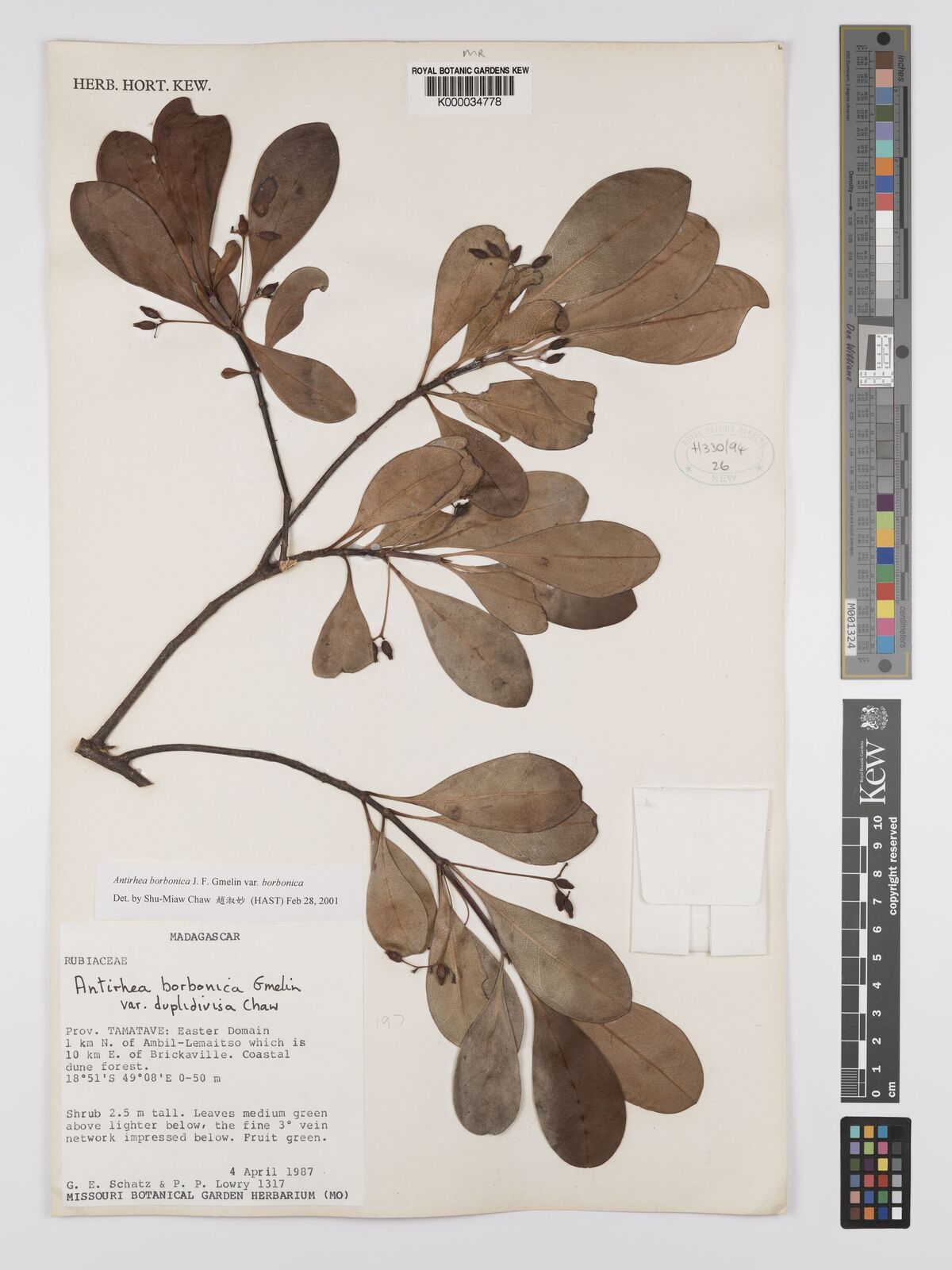 Antirhea borbonica J.F.Gmel. | Plants of the World Online | Kew Science
