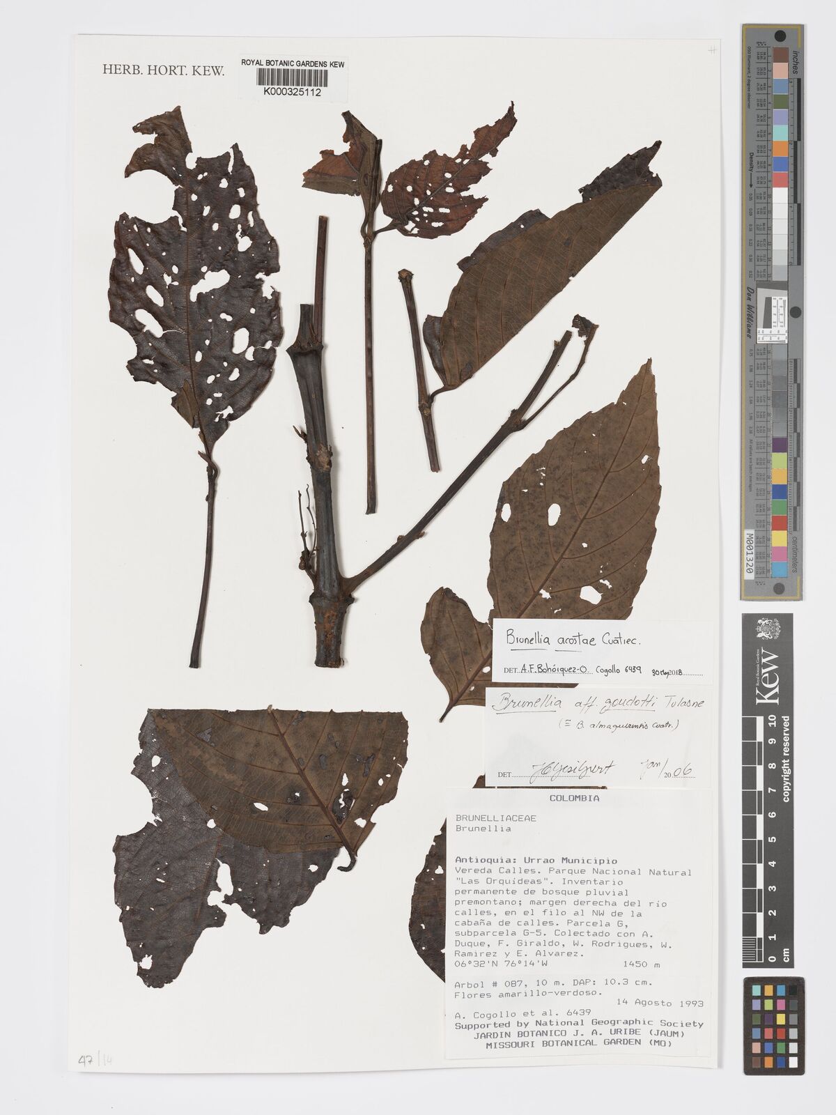 Brunellia goudotii Tul. | Plants of the World Online | Kew Science