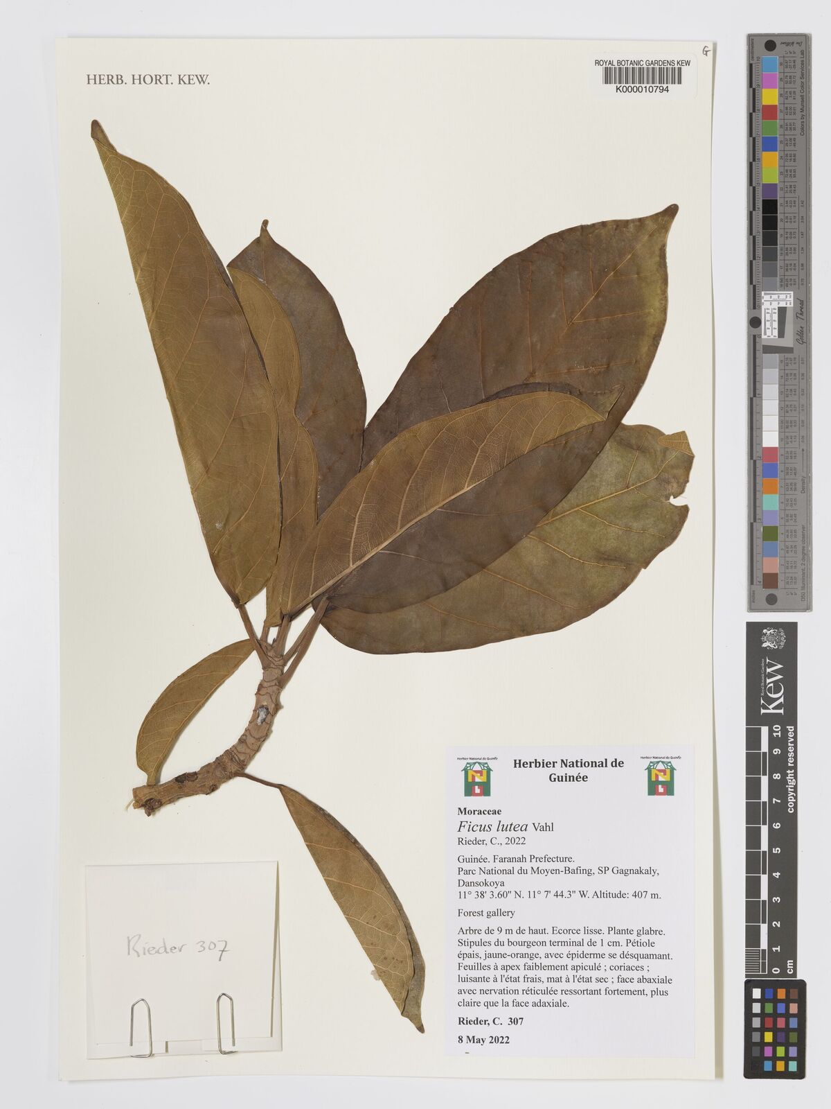 Ficus lutea Vahl | Plants of the World Online | Kew Science