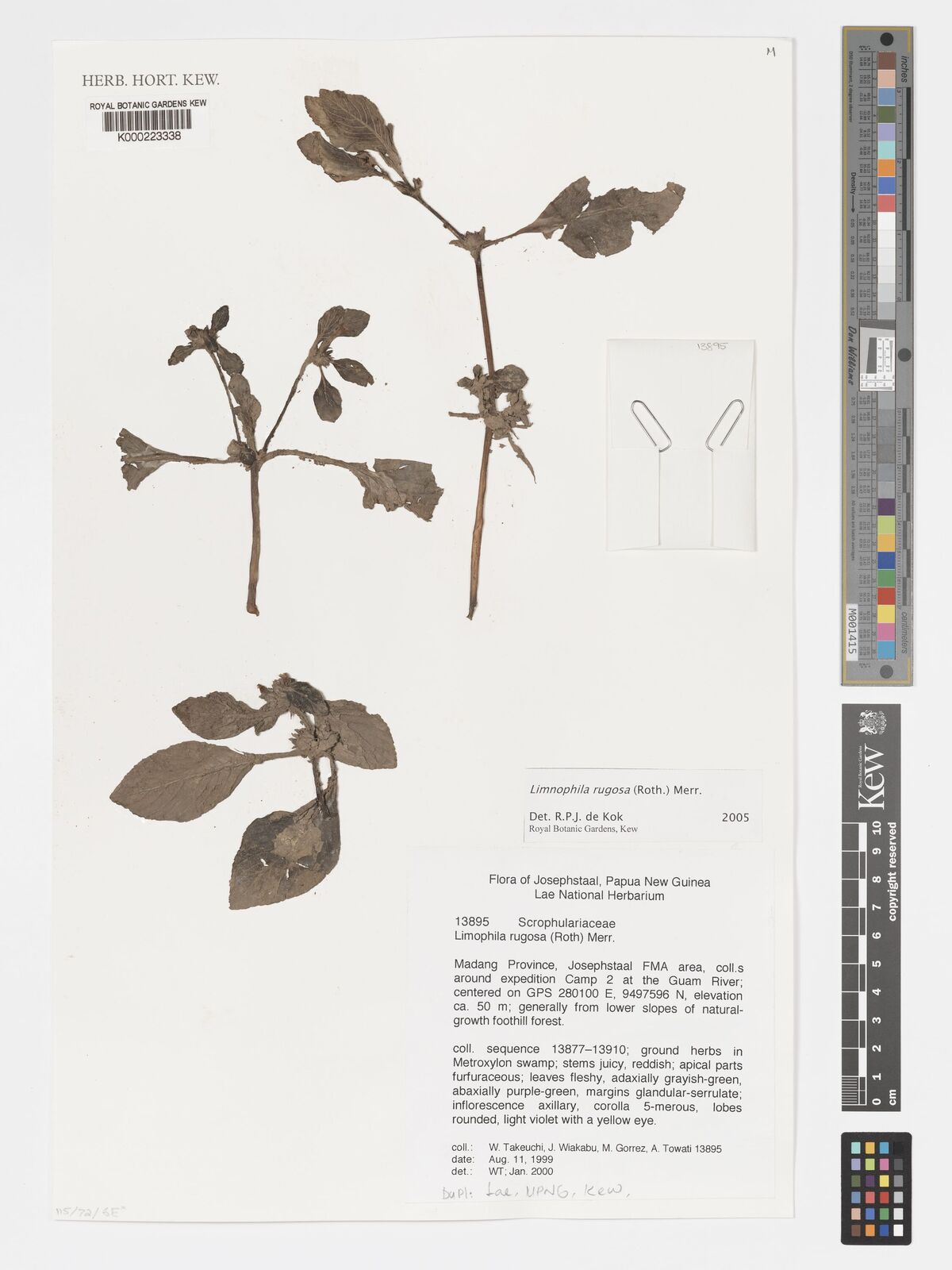 Limnophila rugosa (Roth) Merr. | Plants of the World Online | Kew Science