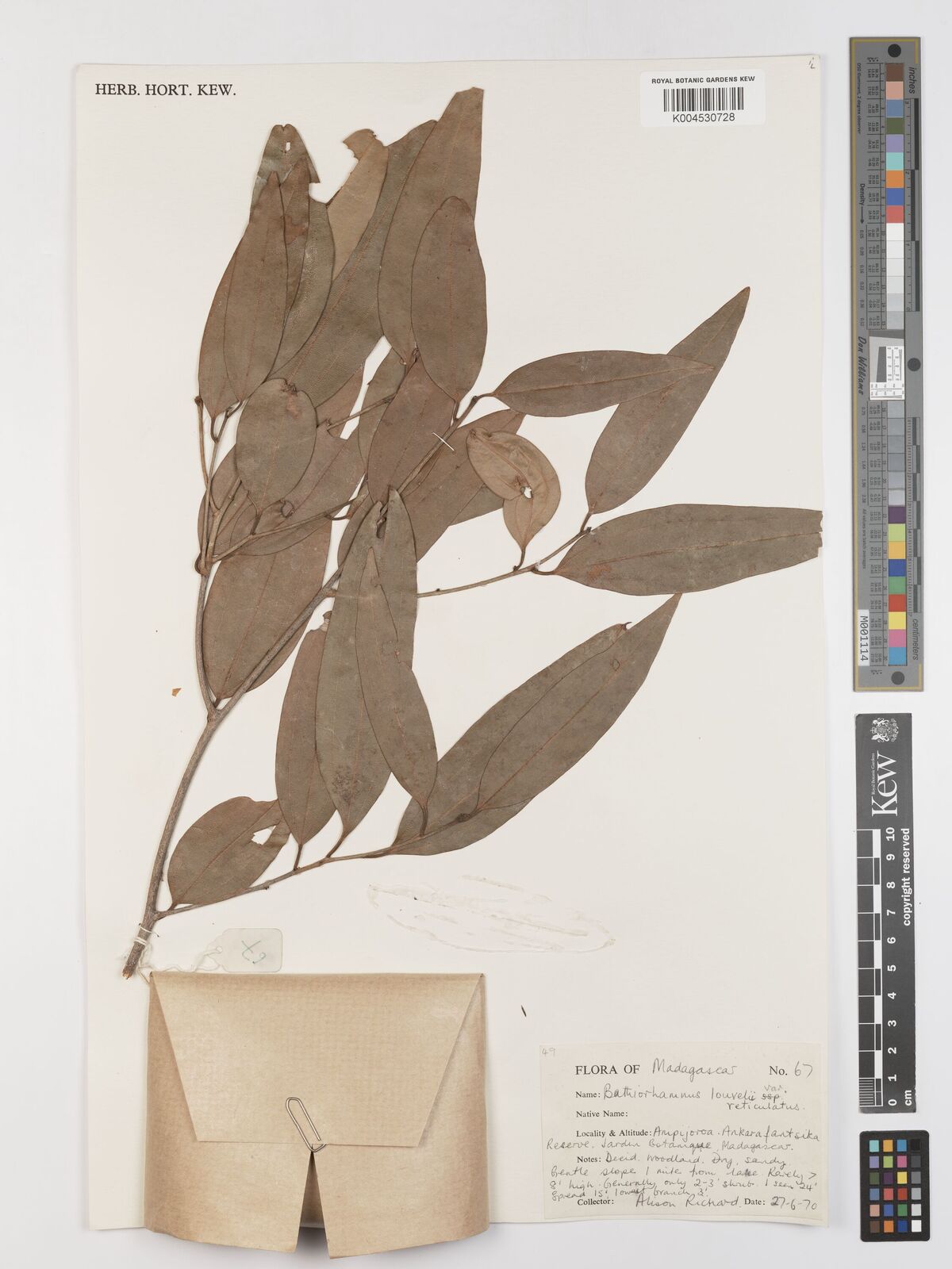 Bathiorhamnus reticulatus (Capuron) Callm., Phillipson & Buerki ...