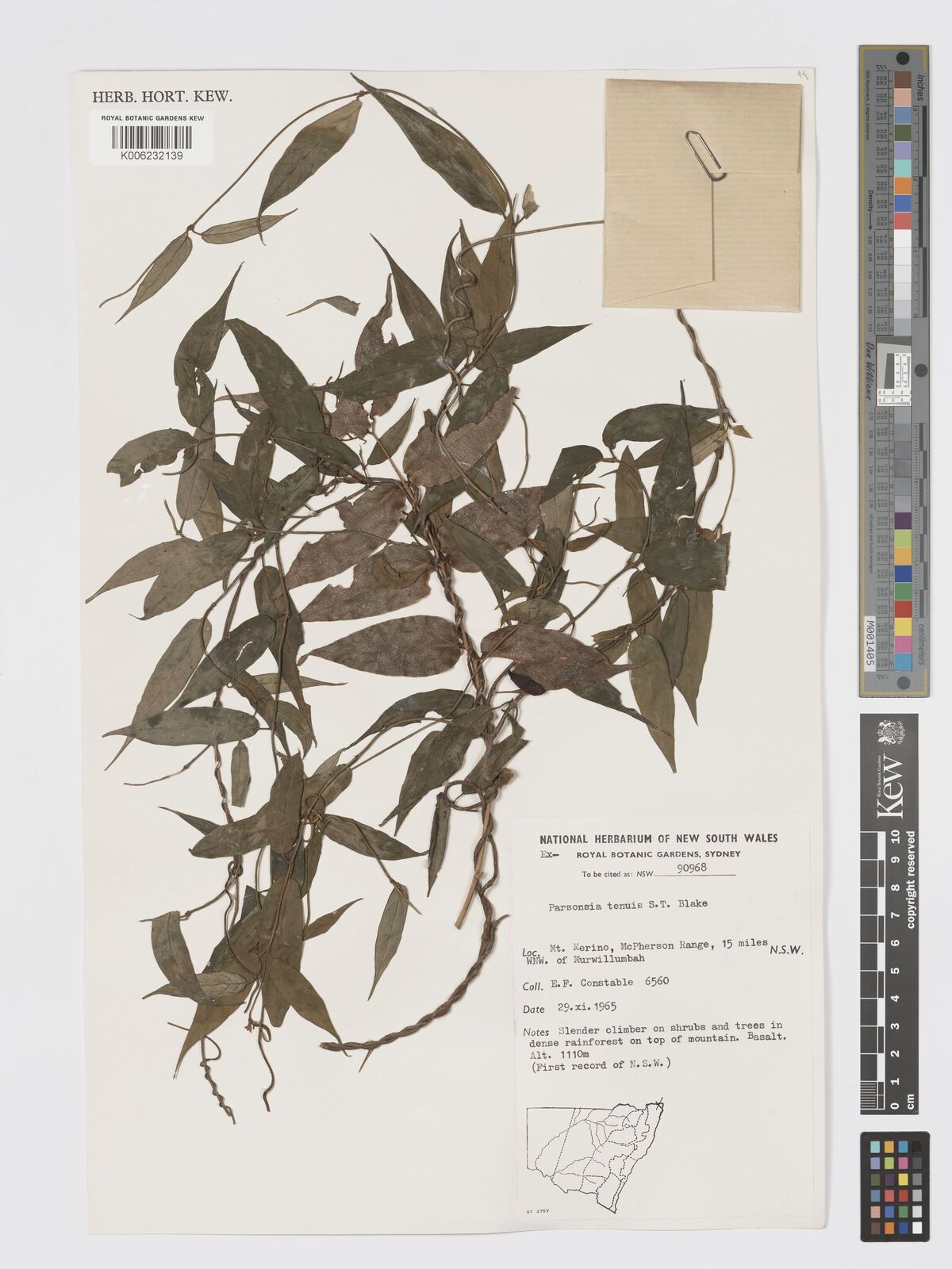 Parsonsia tenuis S.T.Blake | Plants of the World Online | Kew Science