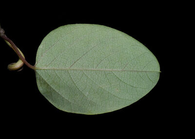 Helinus integrifolius (Lam.) Kuntze | Plants of the World Online | Kew ...